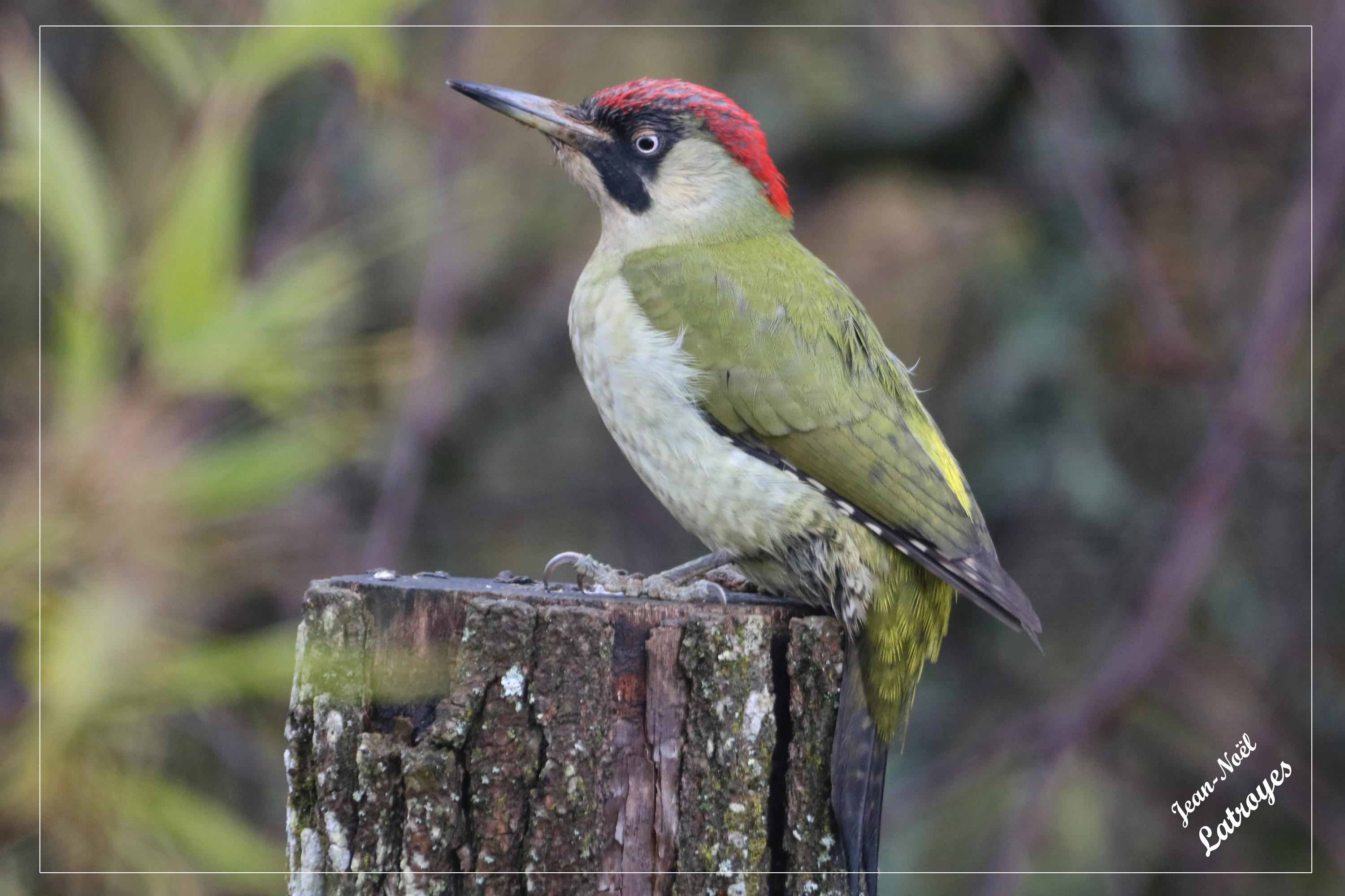 Pic vert | Filain-nature.fr