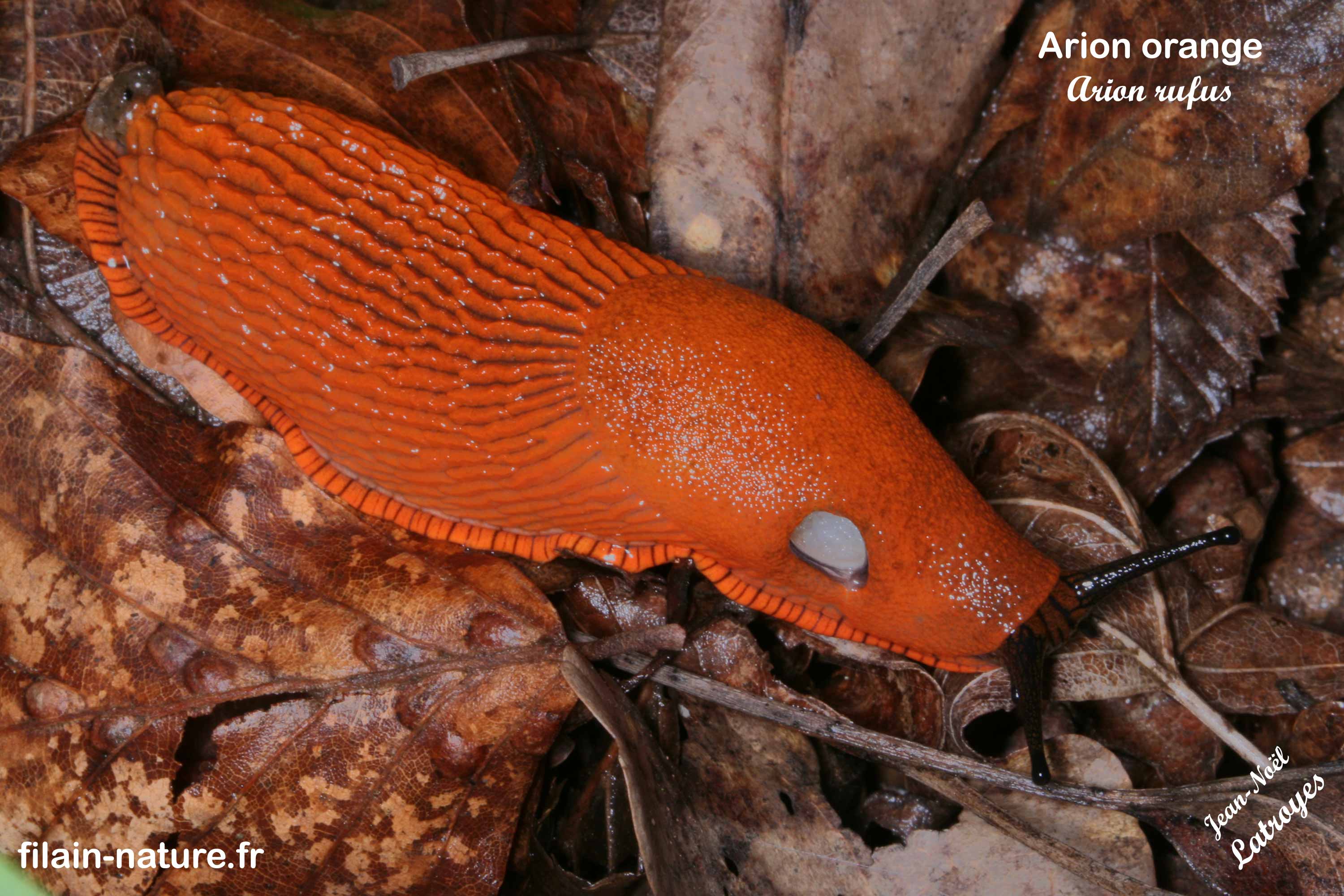 Limaces | Filain-nature.fr