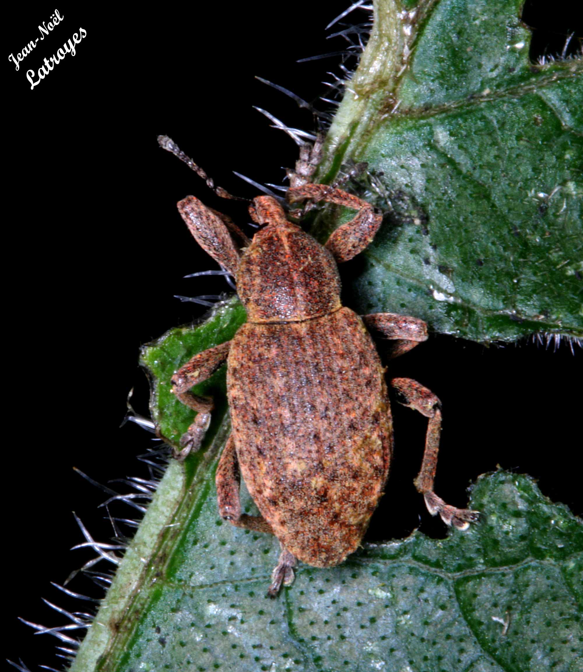 Charançons | Filain-nature.fr