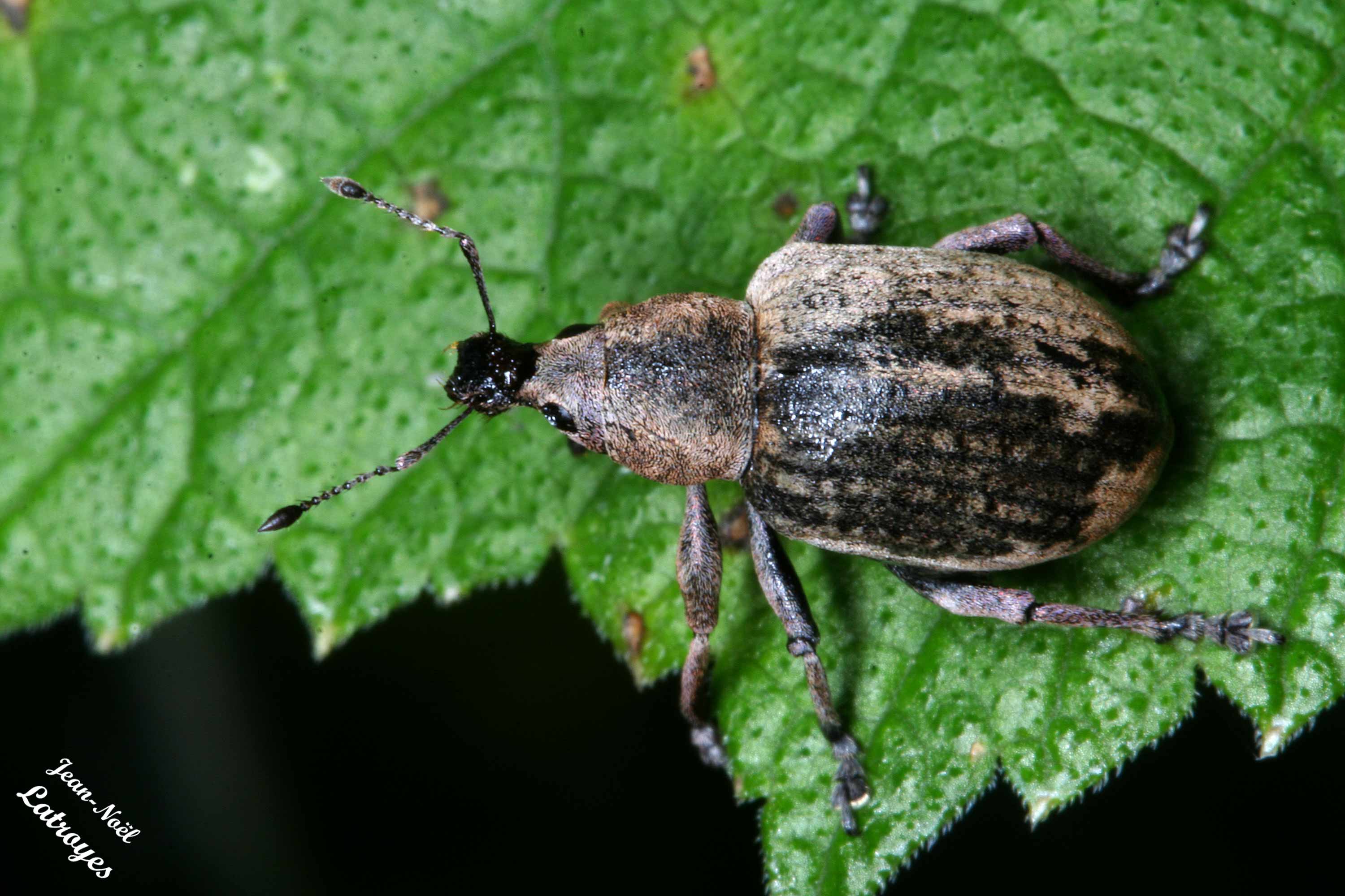 Charançons | Filain-nature.fr
