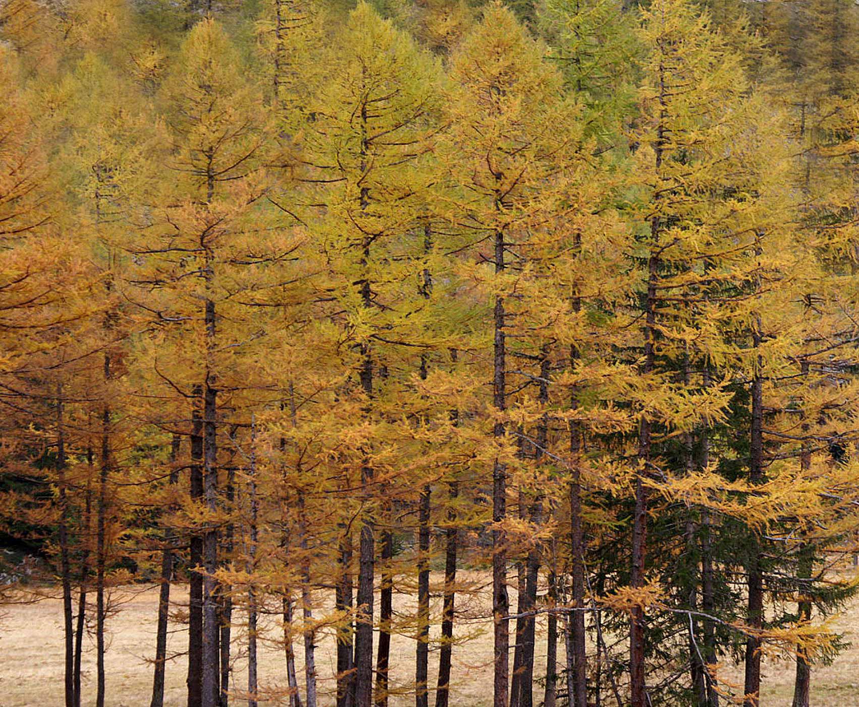 Mélèze d’Europe (Mélèze commun, Pin de Briançon) | Filain-nature.fr