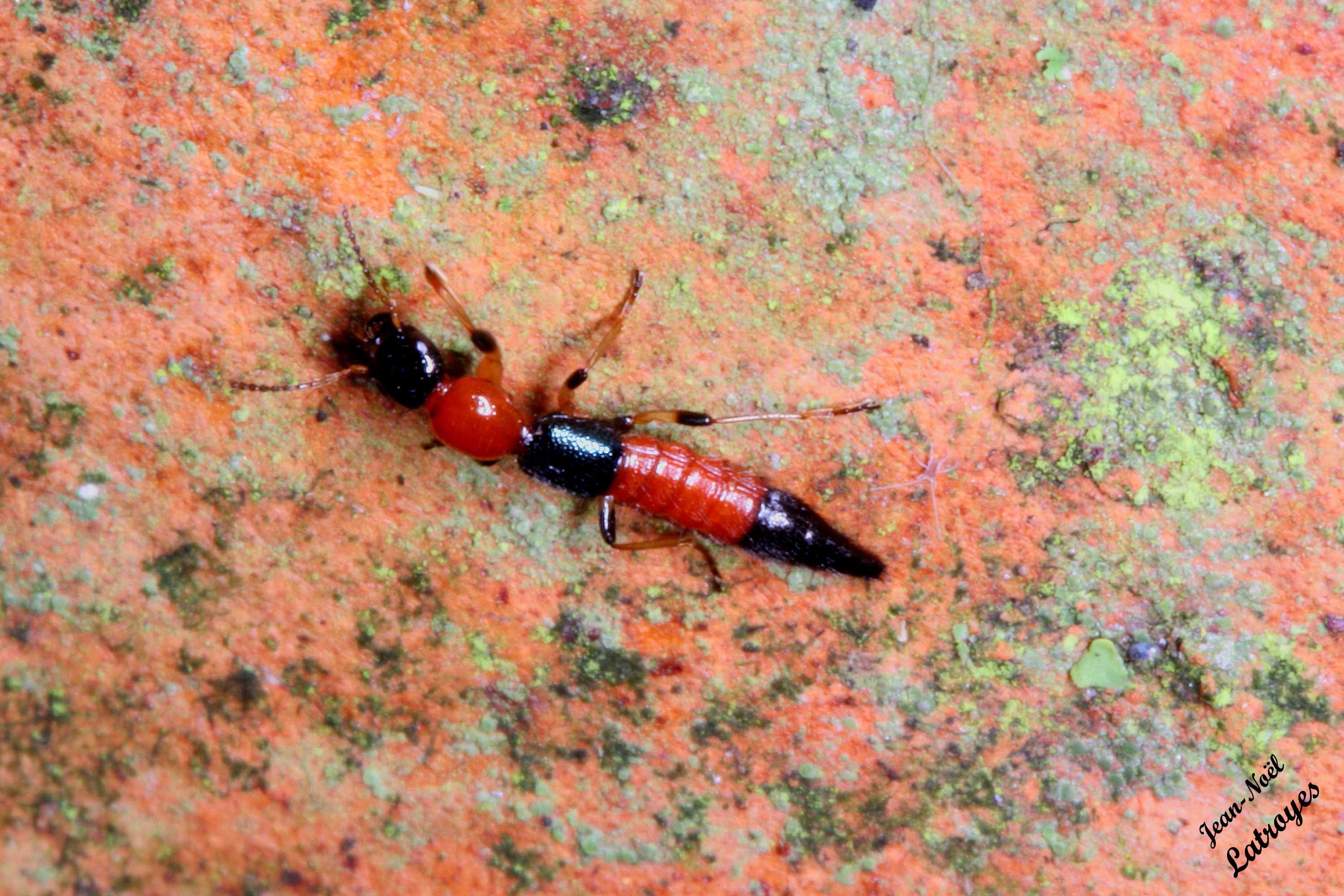 Paederus littoralis Gravenhorst | Filain-nature.fr