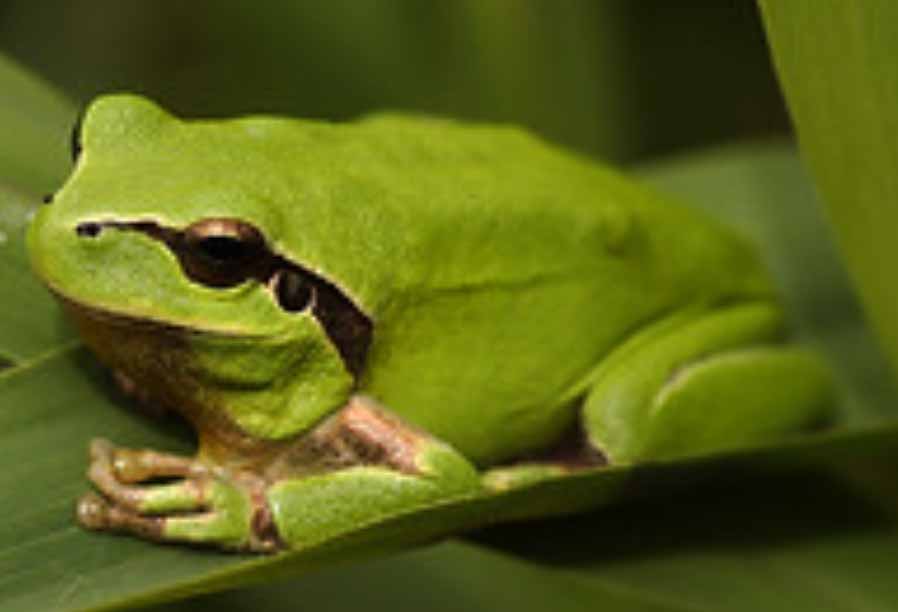 Rainette verte | Filain-nature.fr