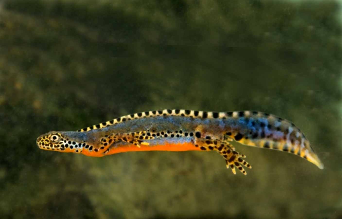 AMPHIBIENS | Filain-nature.fr