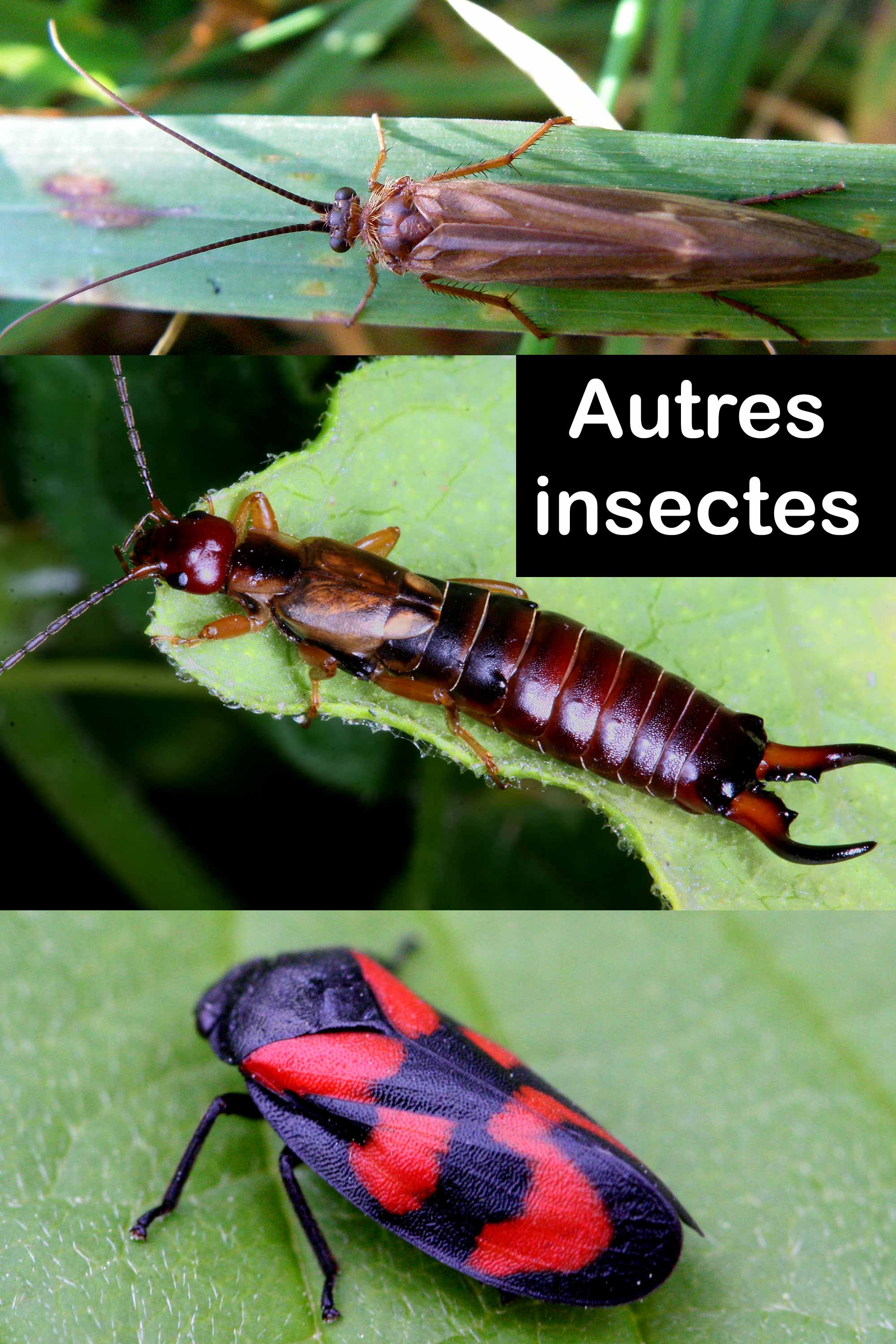 Insectes | Filain-nature.fr