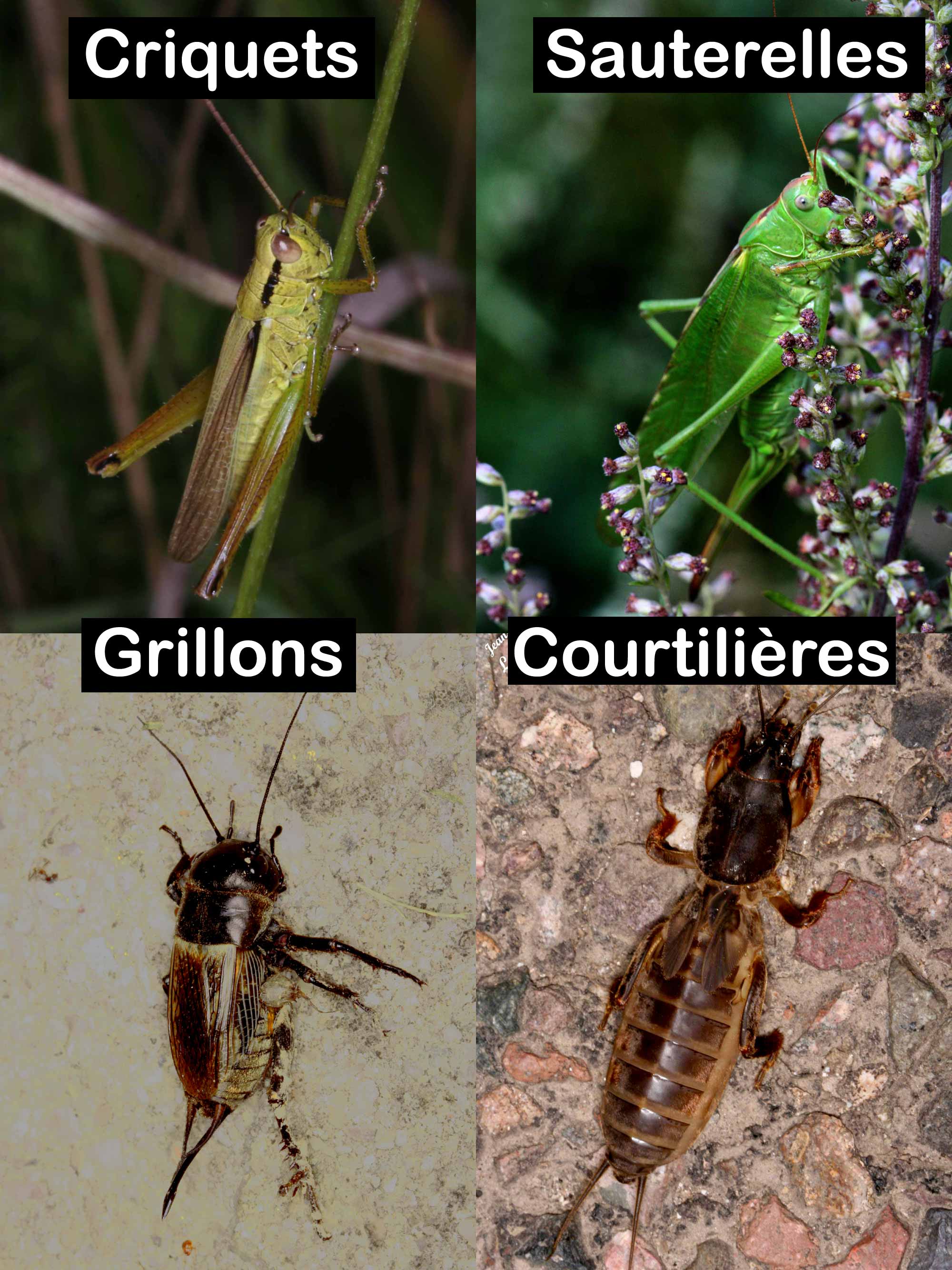 Insectes | Filain-nature.fr