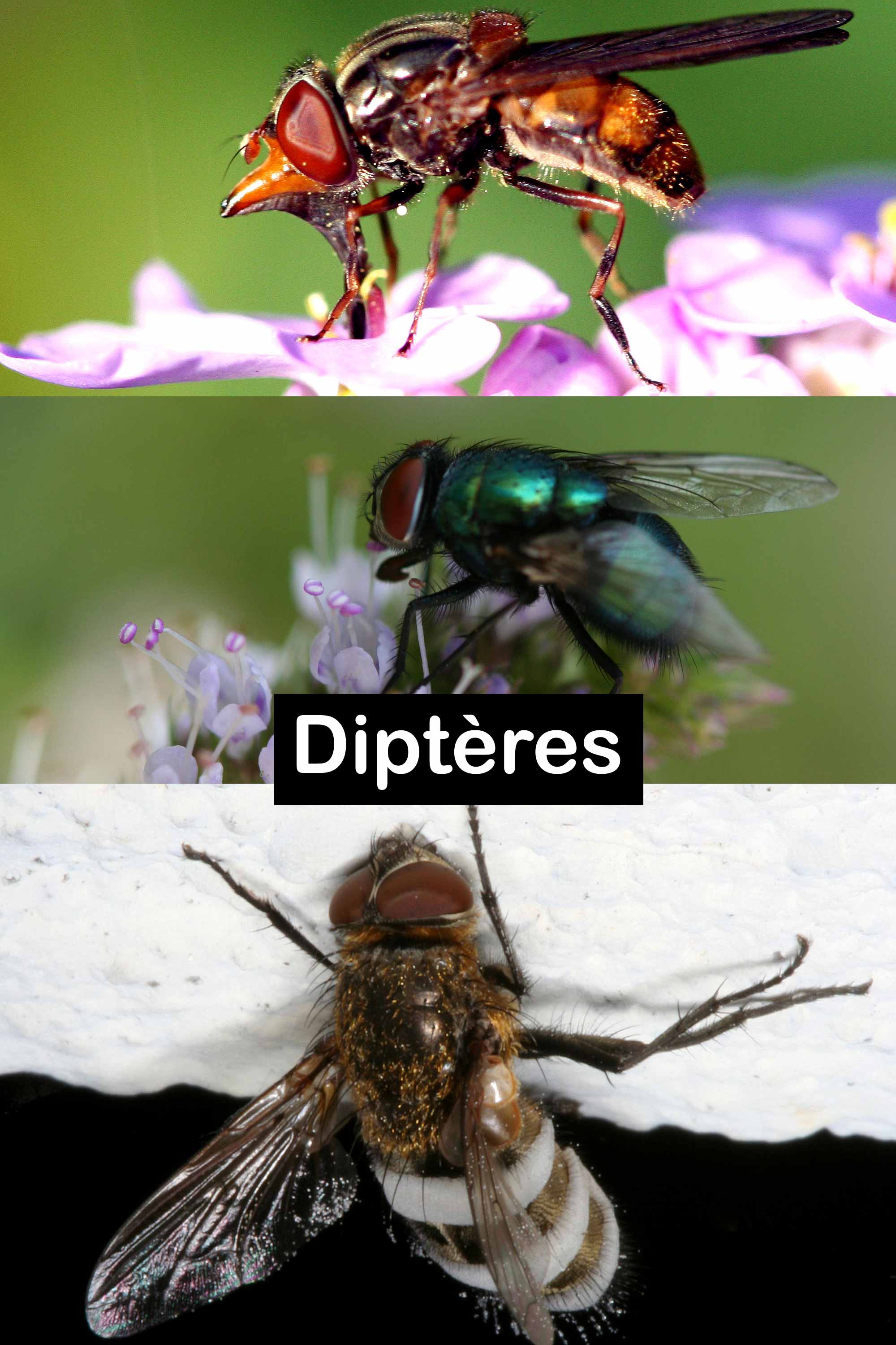 Insectes | Filain-nature.fr