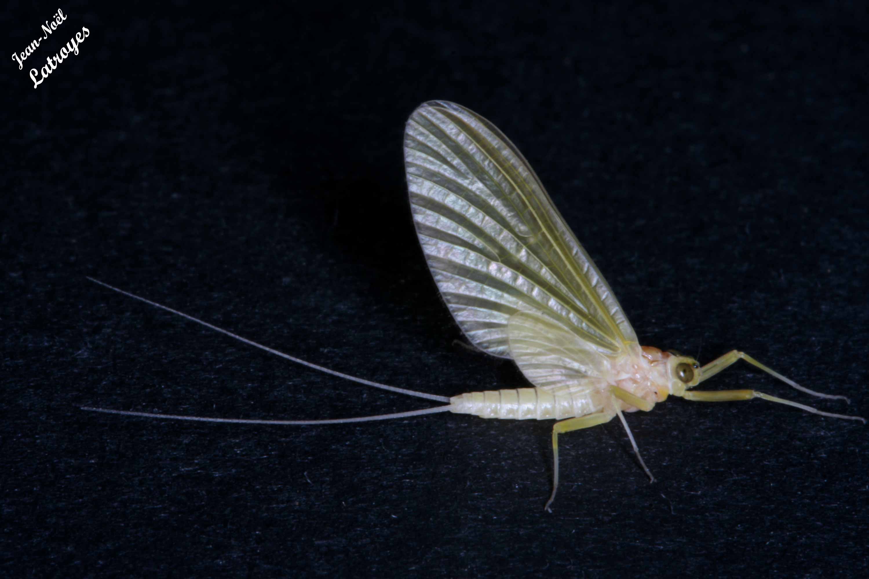 Ephémères | Filain-nature.fr