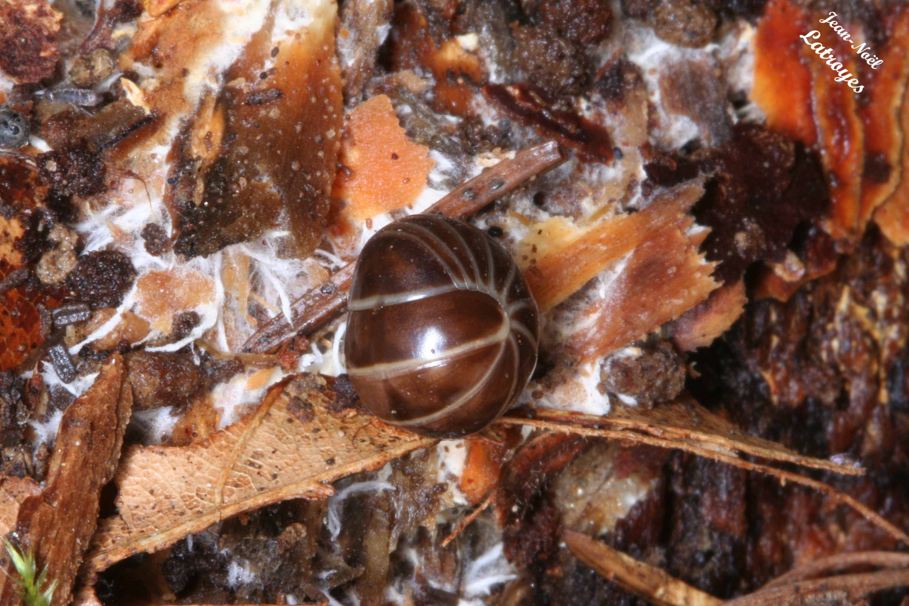 Glomeris marginata (Villers) | Filain-nature.fr