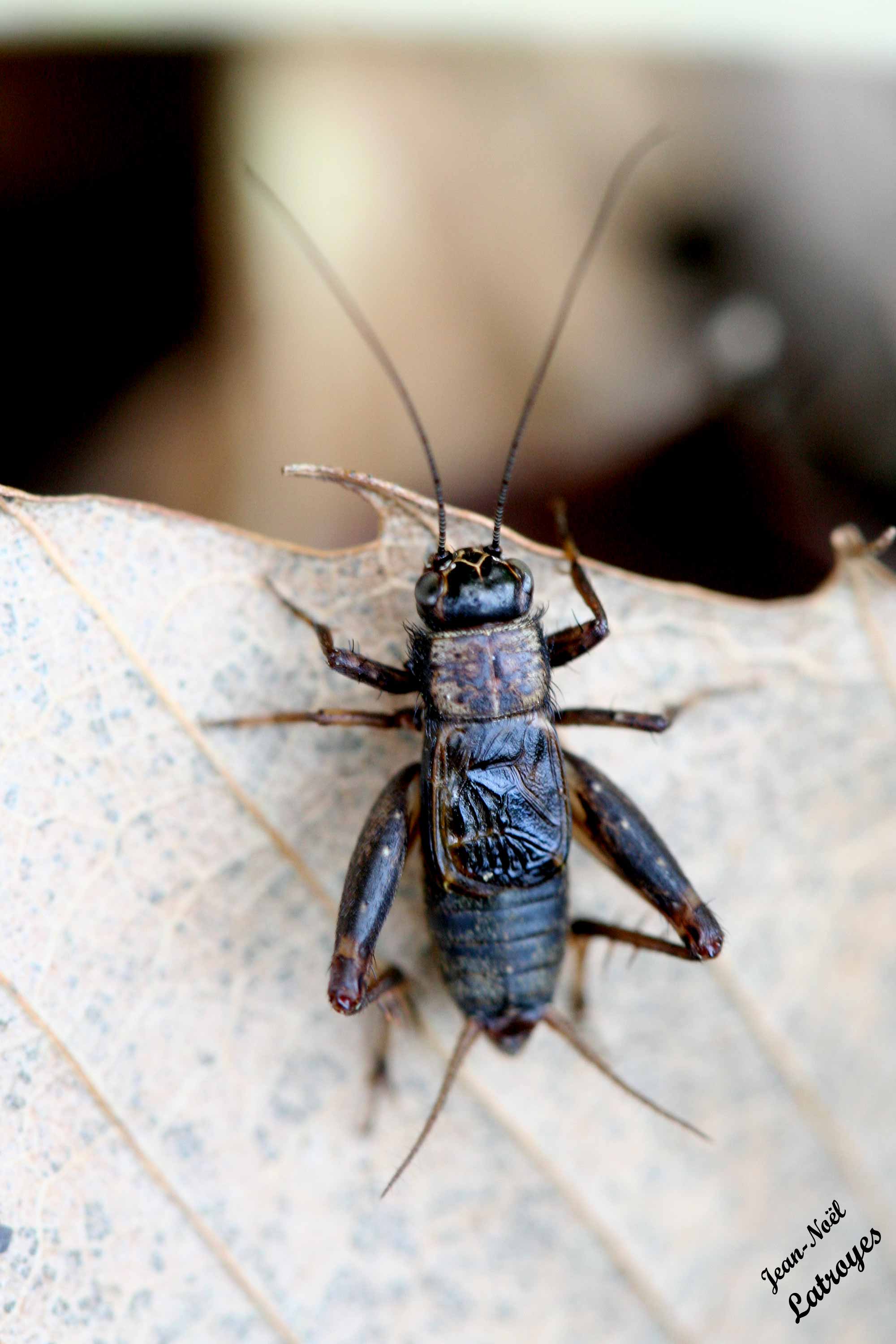 Grillons | Filain-nature.fr