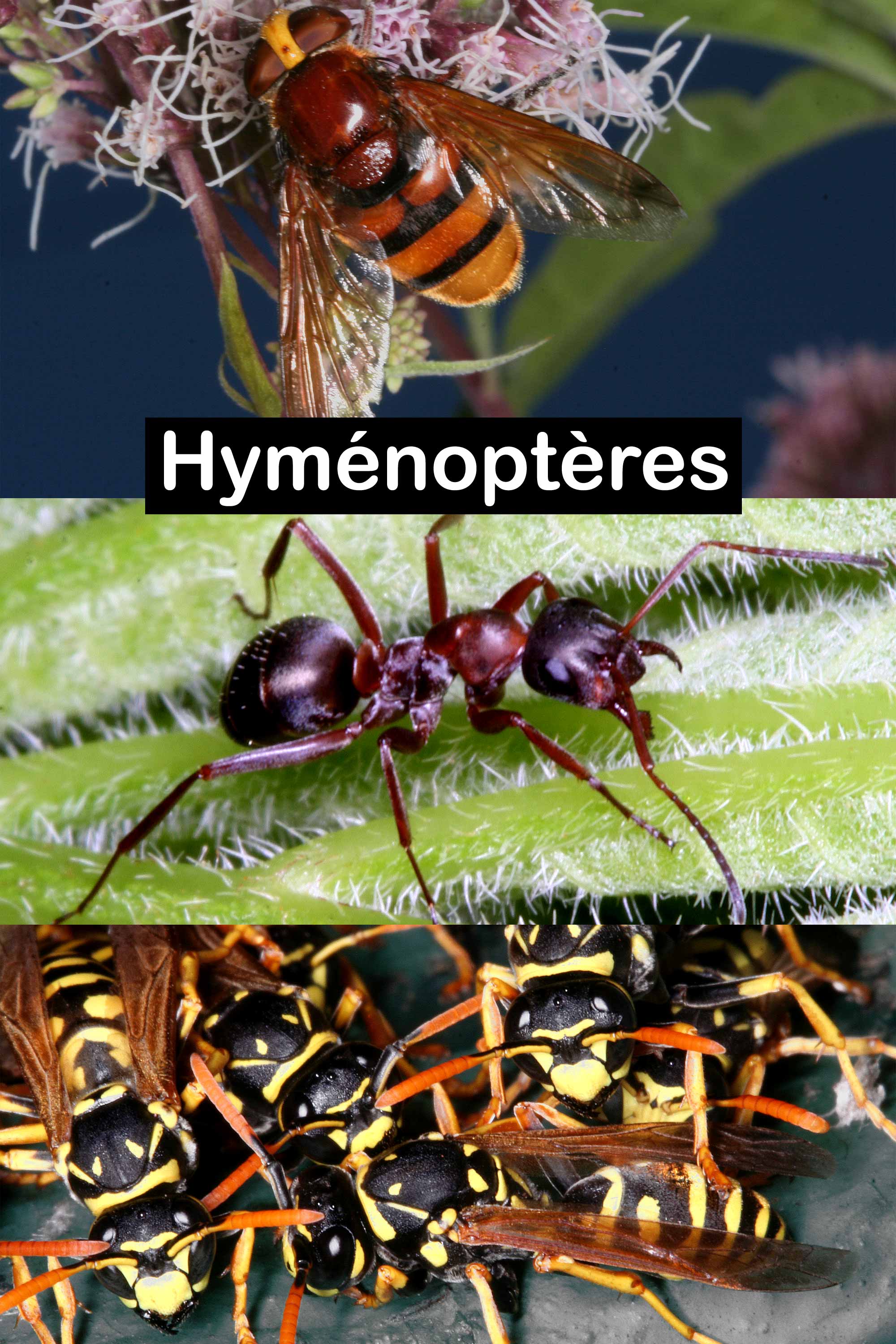 Insectes | Filain-nature.fr