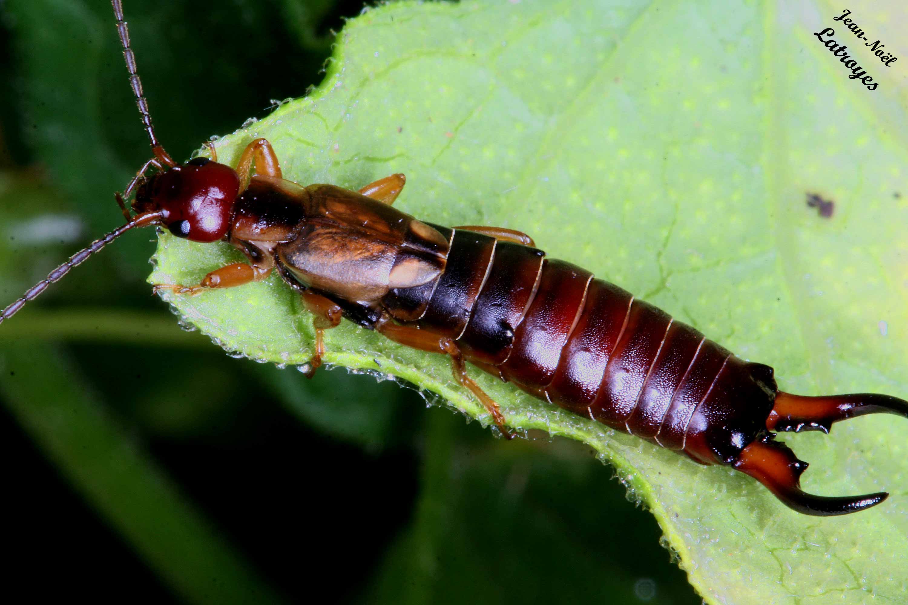 Perce-oreilles | Filain-nature.fr