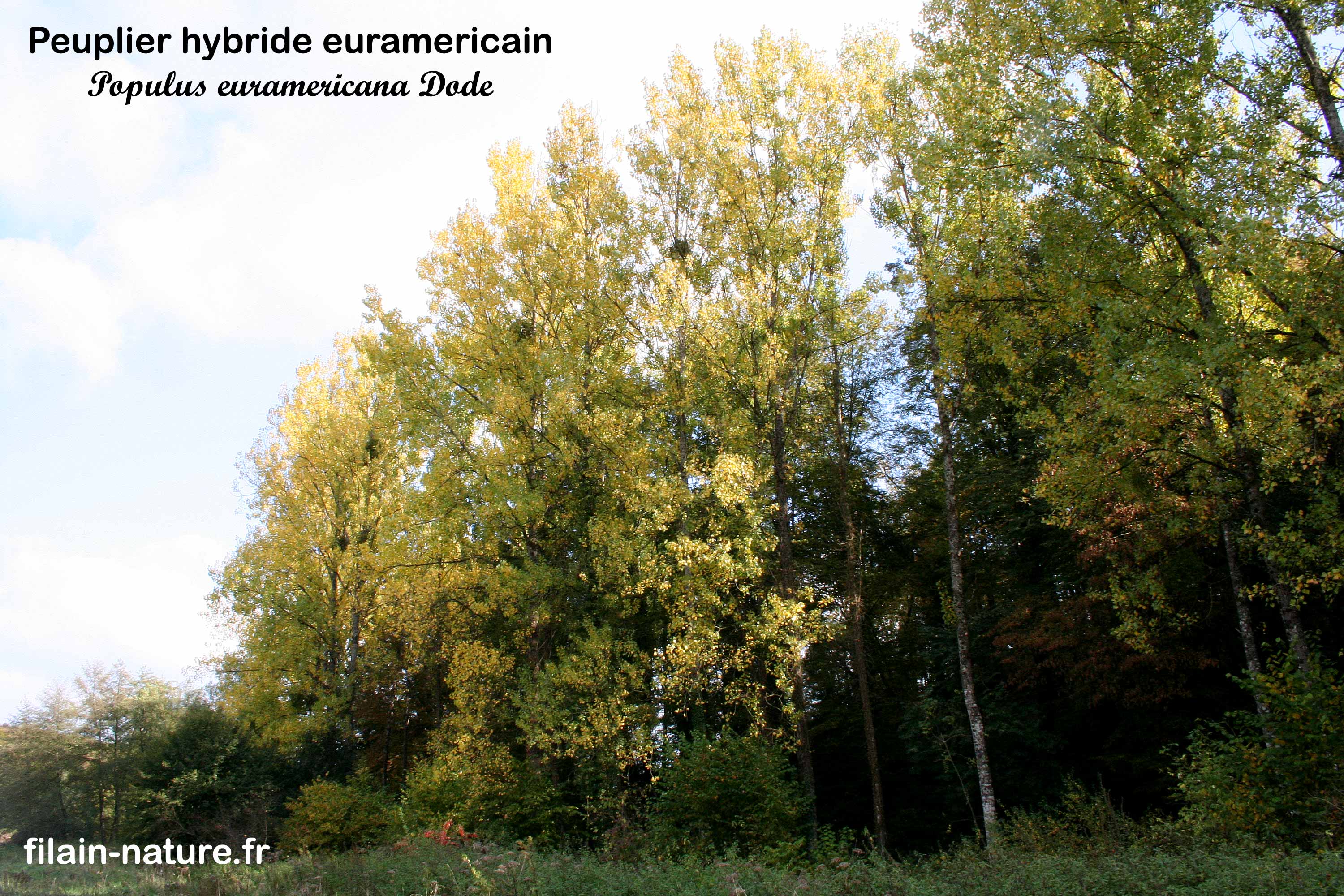 Peuplier hybride euramericain | Filain-nature.fr