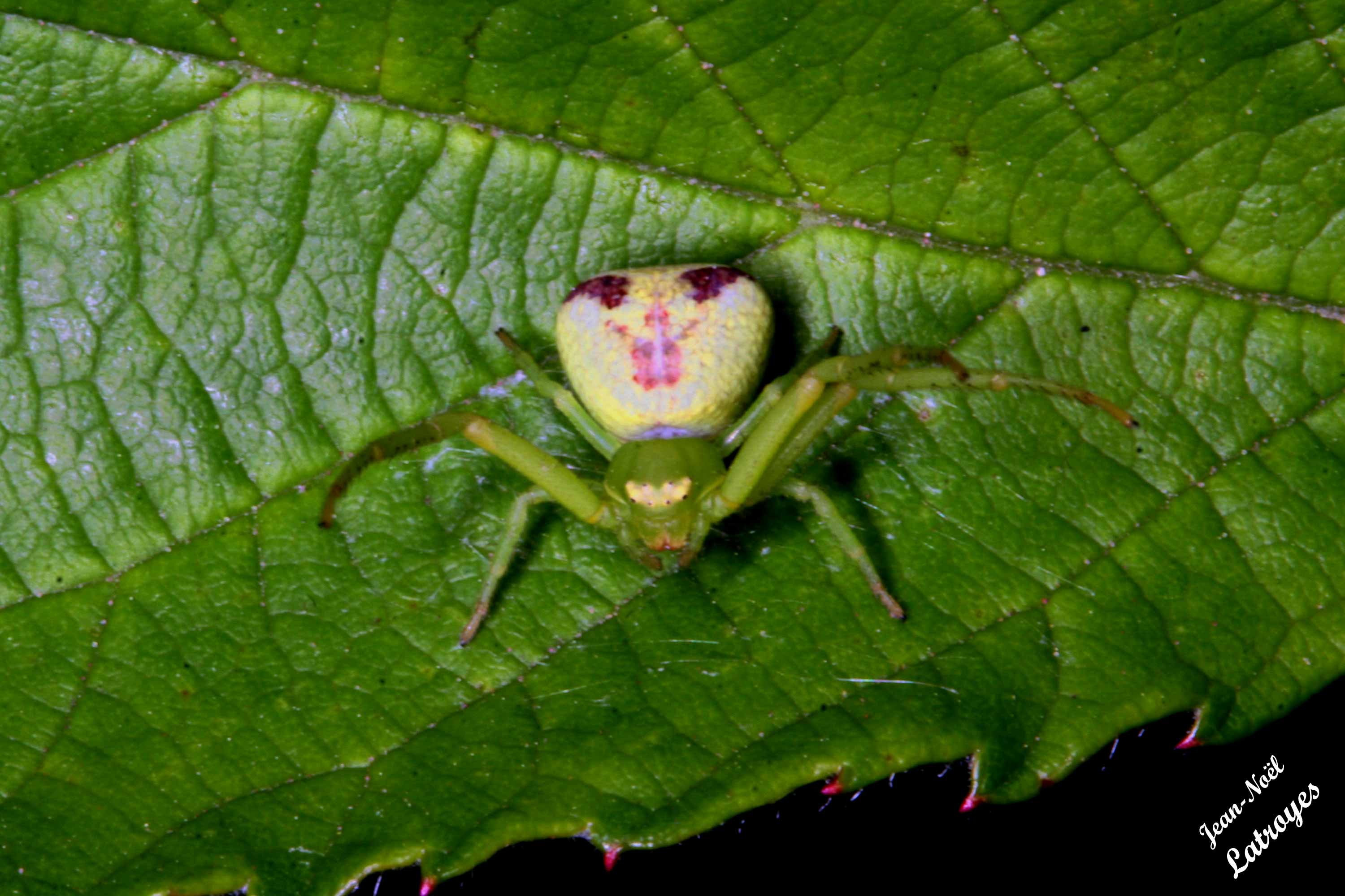 Famille des Thomisidae | Filain-nature.fr