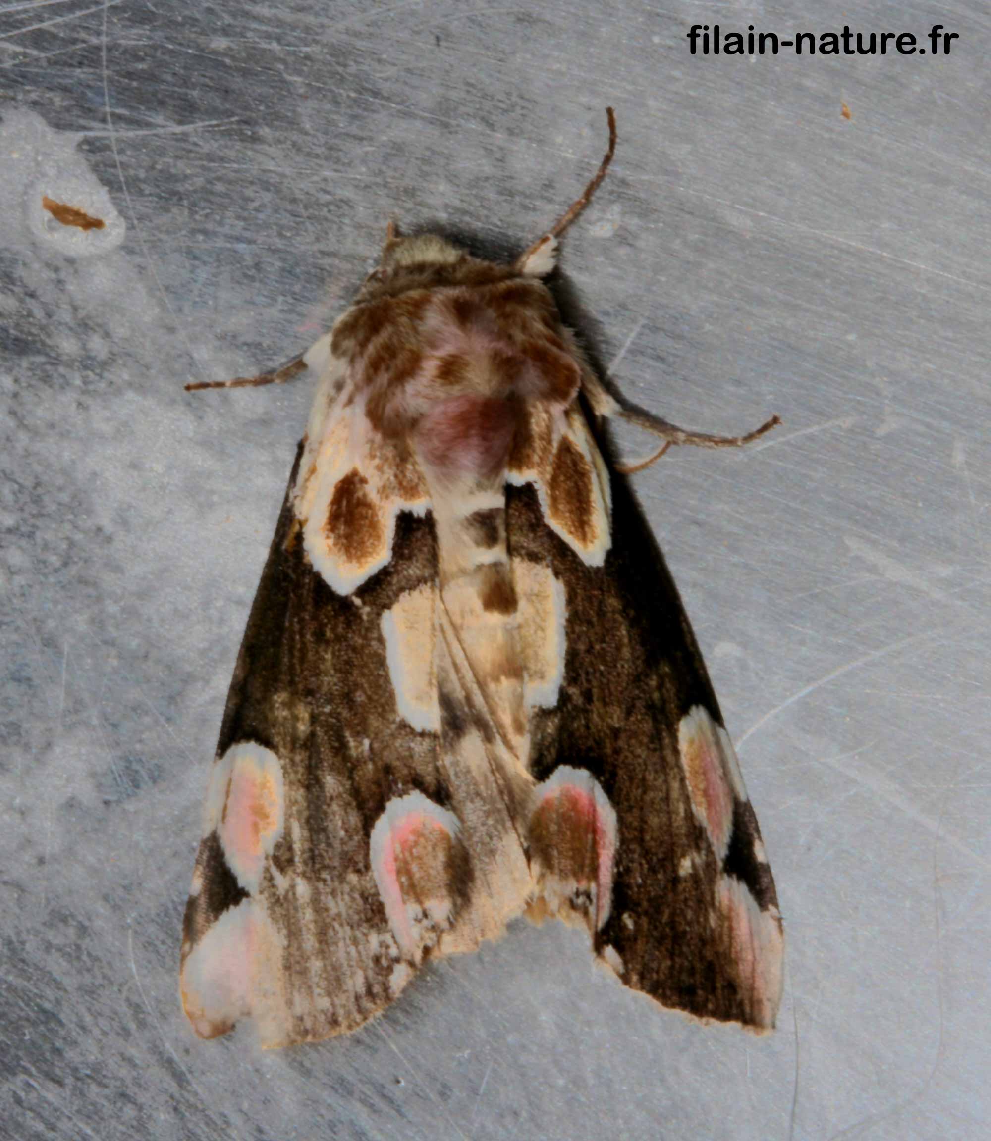 Le Batis | Filain-nature.fr