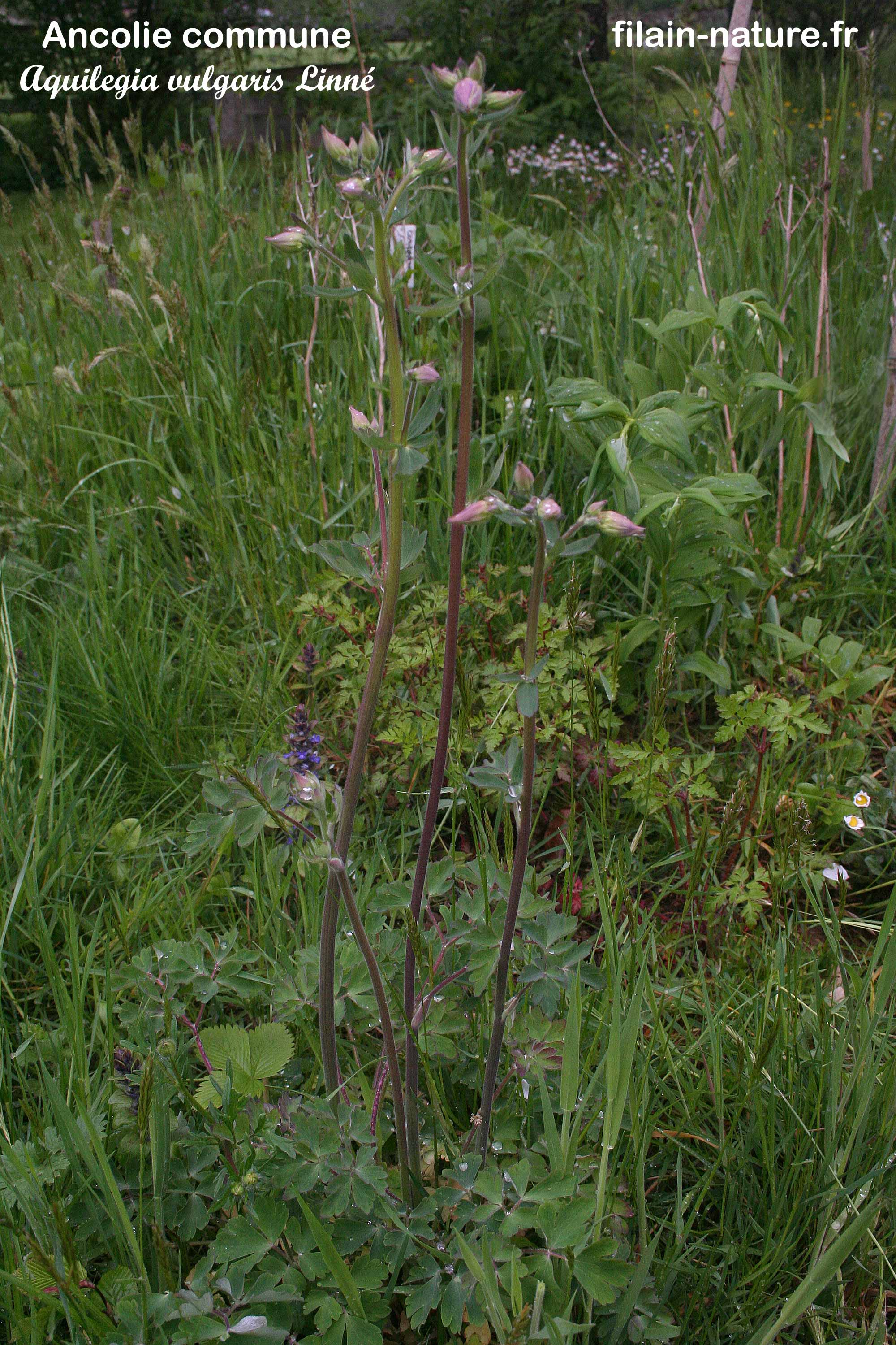 Ancolie commune | Filain-nature.fr