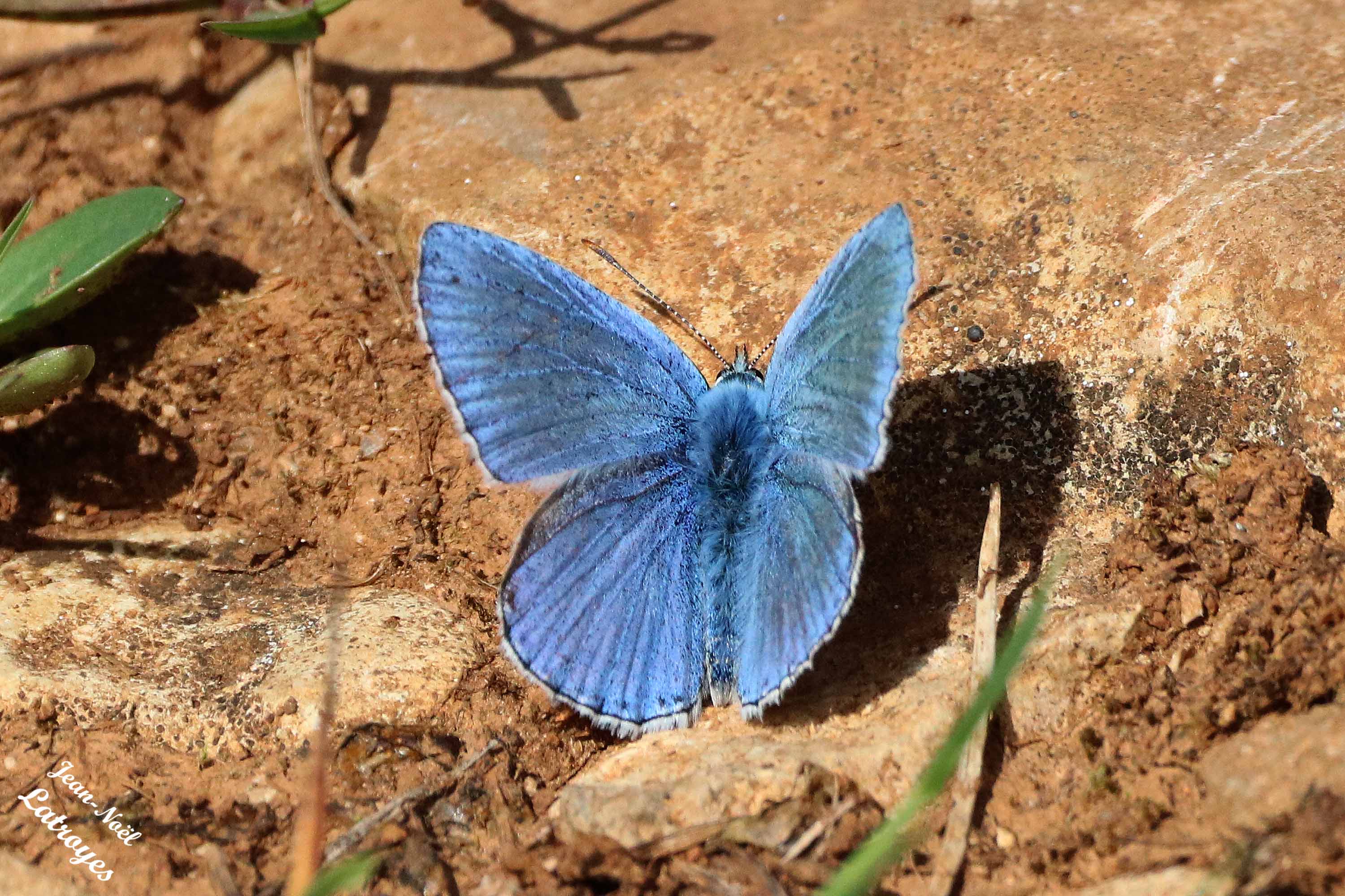 Argus bleu | Filain-nature.fr