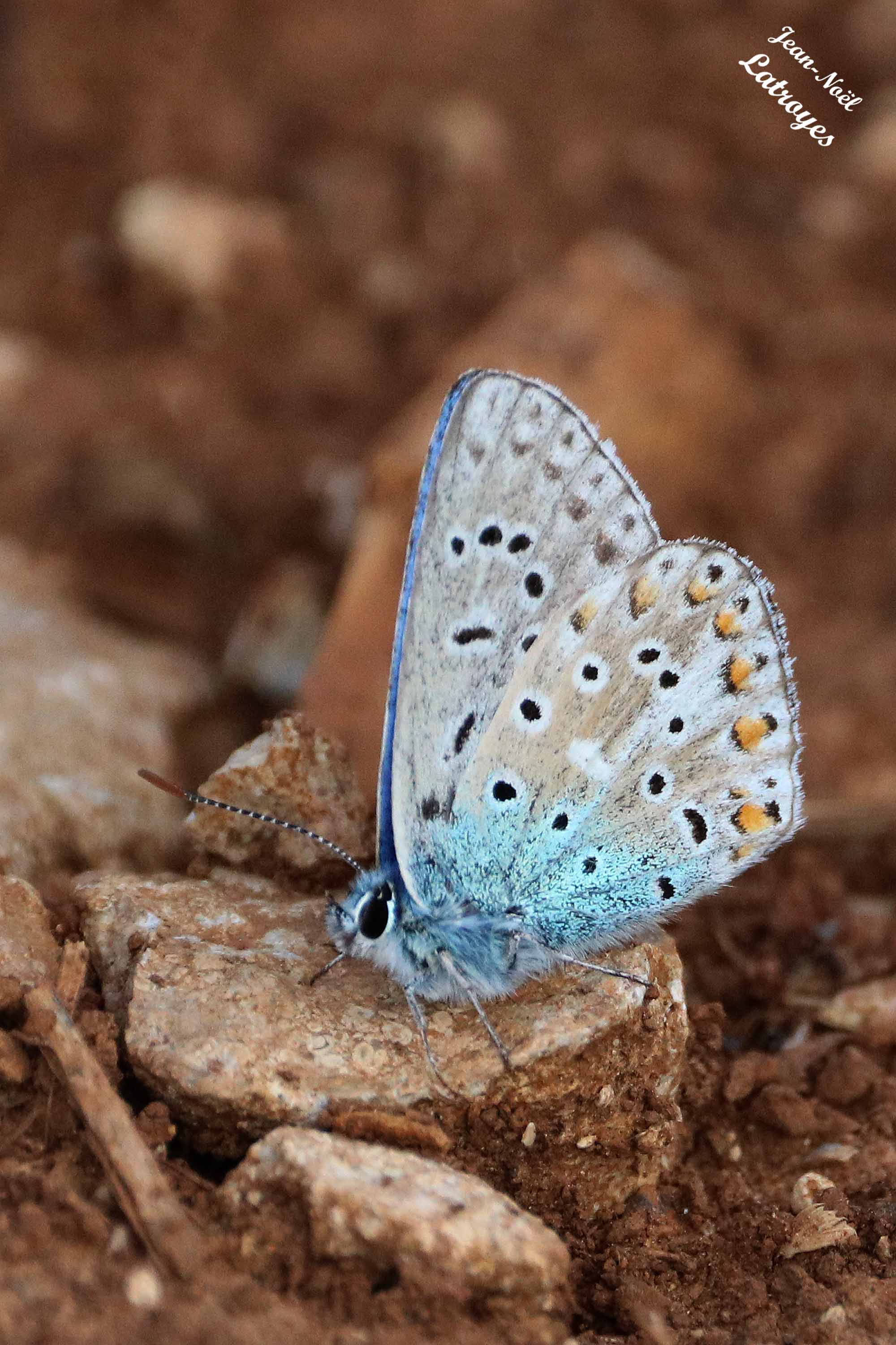 Argus bleu | Filain-nature.fr