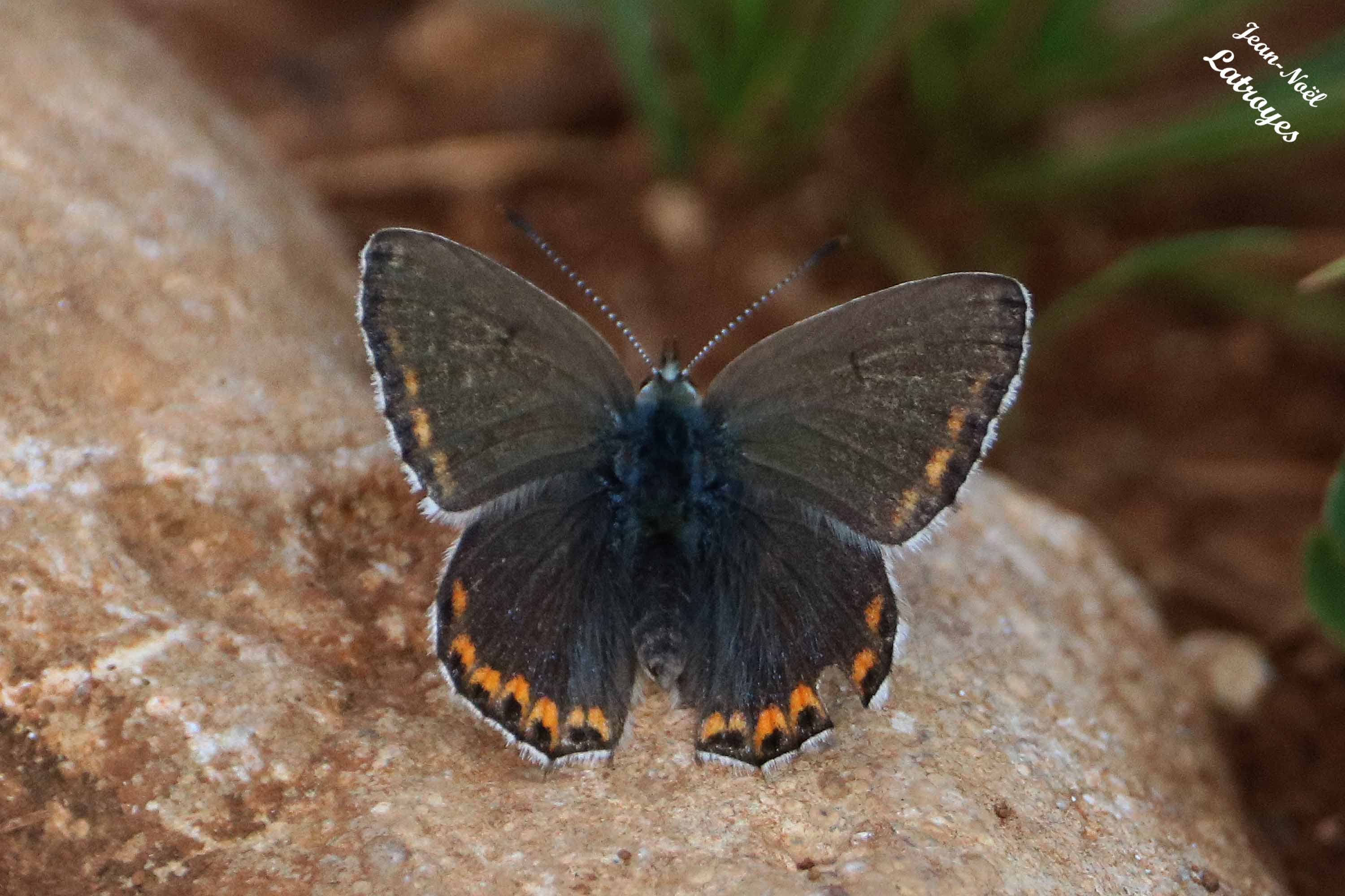 Argus bleu | Filain-nature.fr