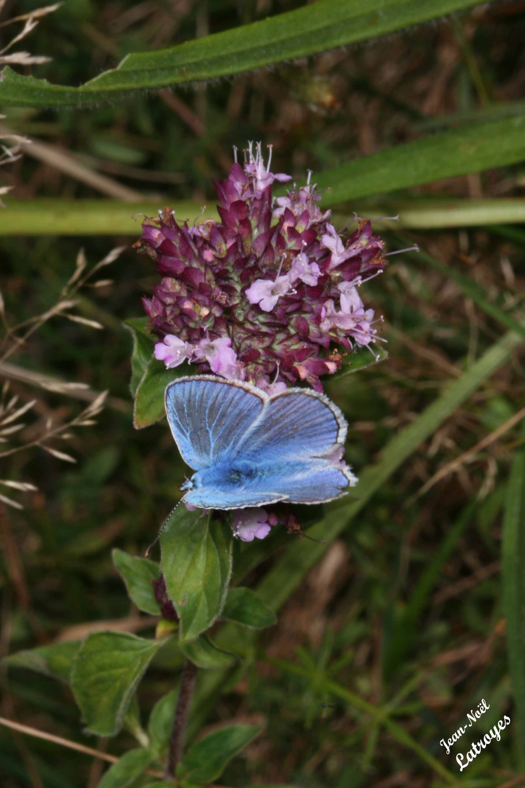 Argus bleu | Filain-nature.fr