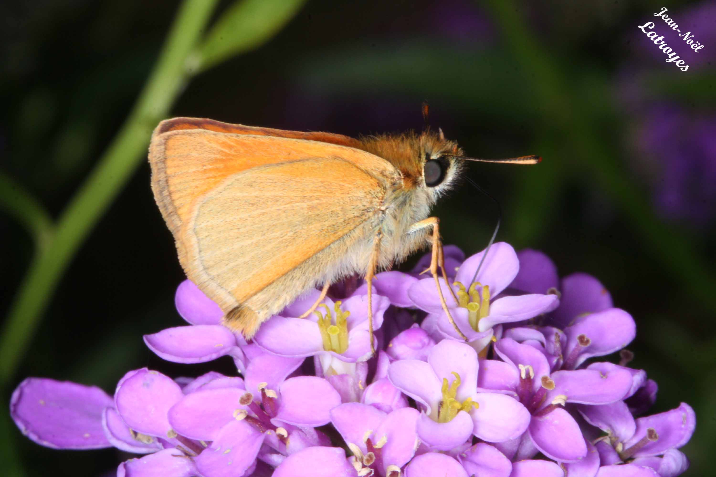 La Bande Noire | Filain-nature.fr