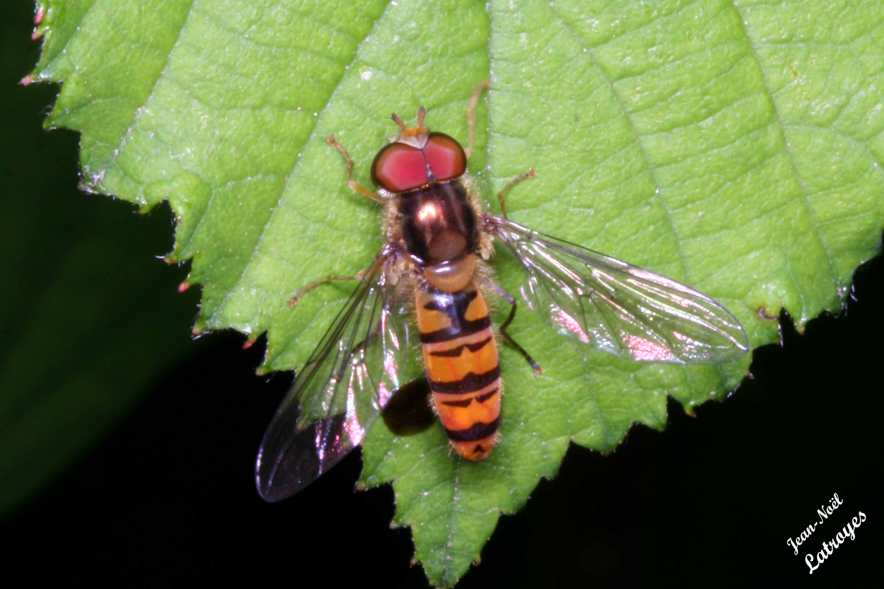 Famille des Syrphidae – Syrphes | Filain-nature.fr