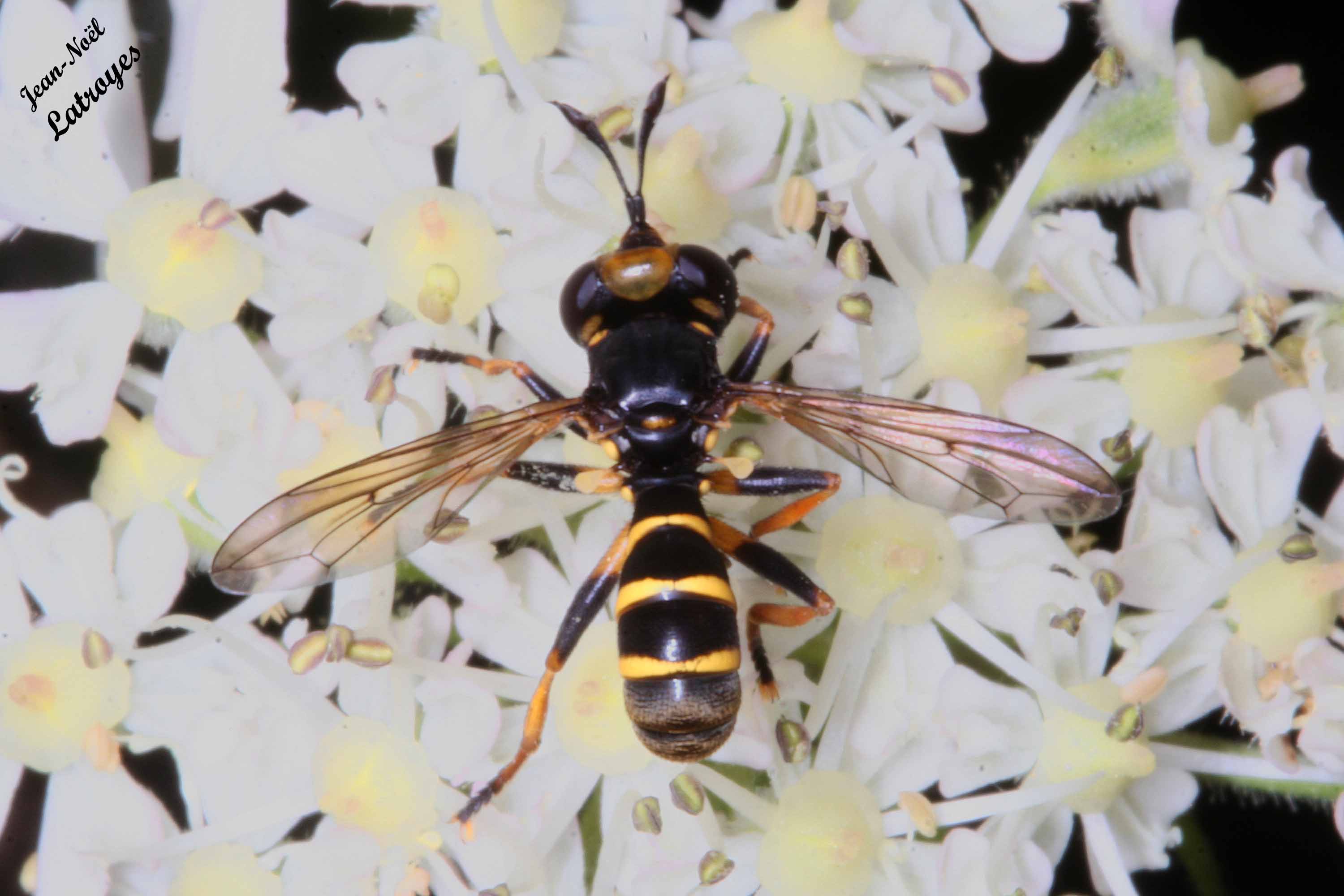 Conopidae – Conopidés | Filain-nature.fr