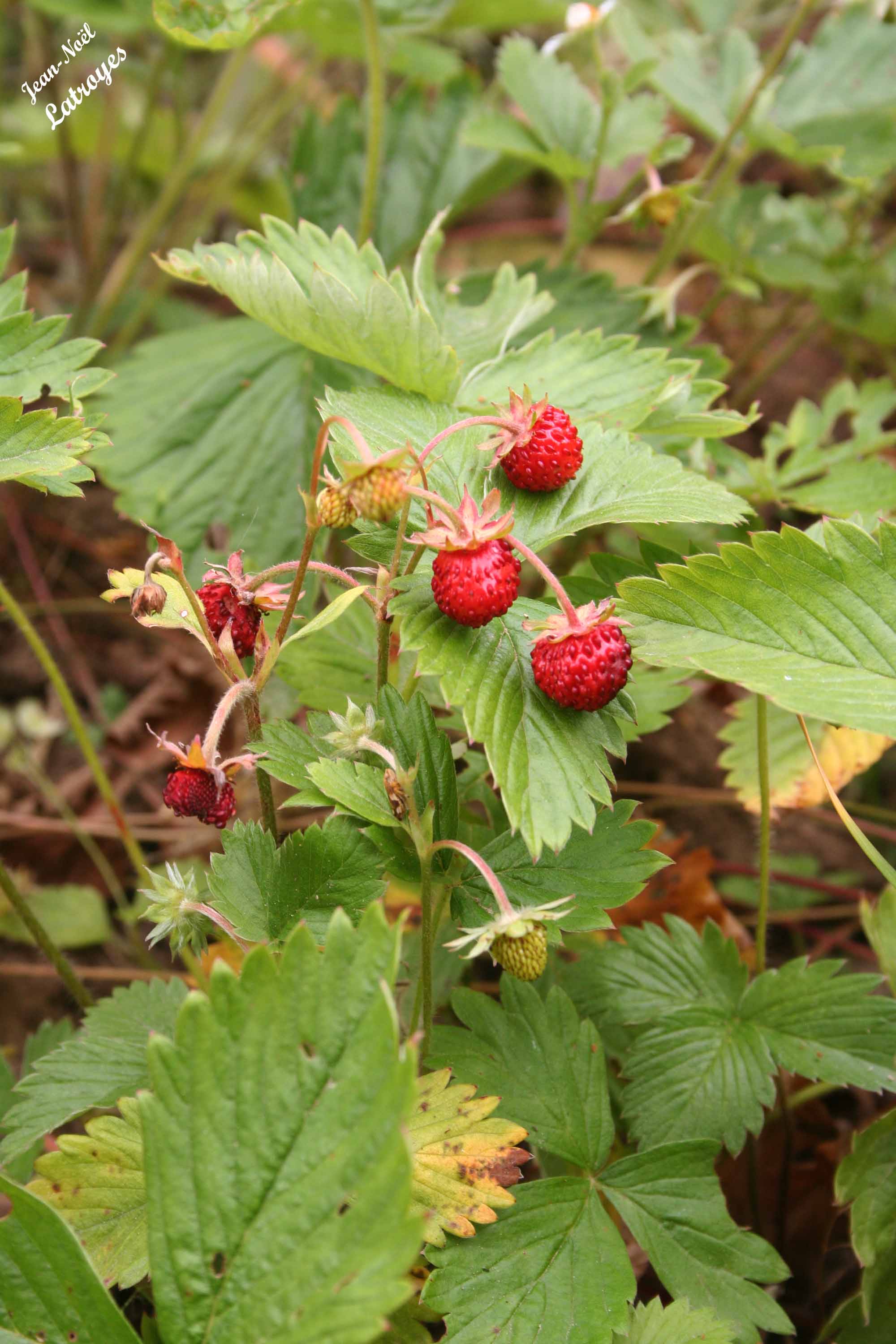 Fraise des bois | Filain-nature.fr