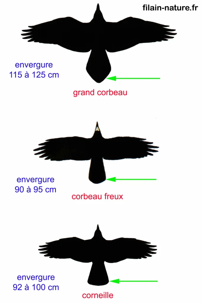 Grand Corbeau | Filain-nature.fr