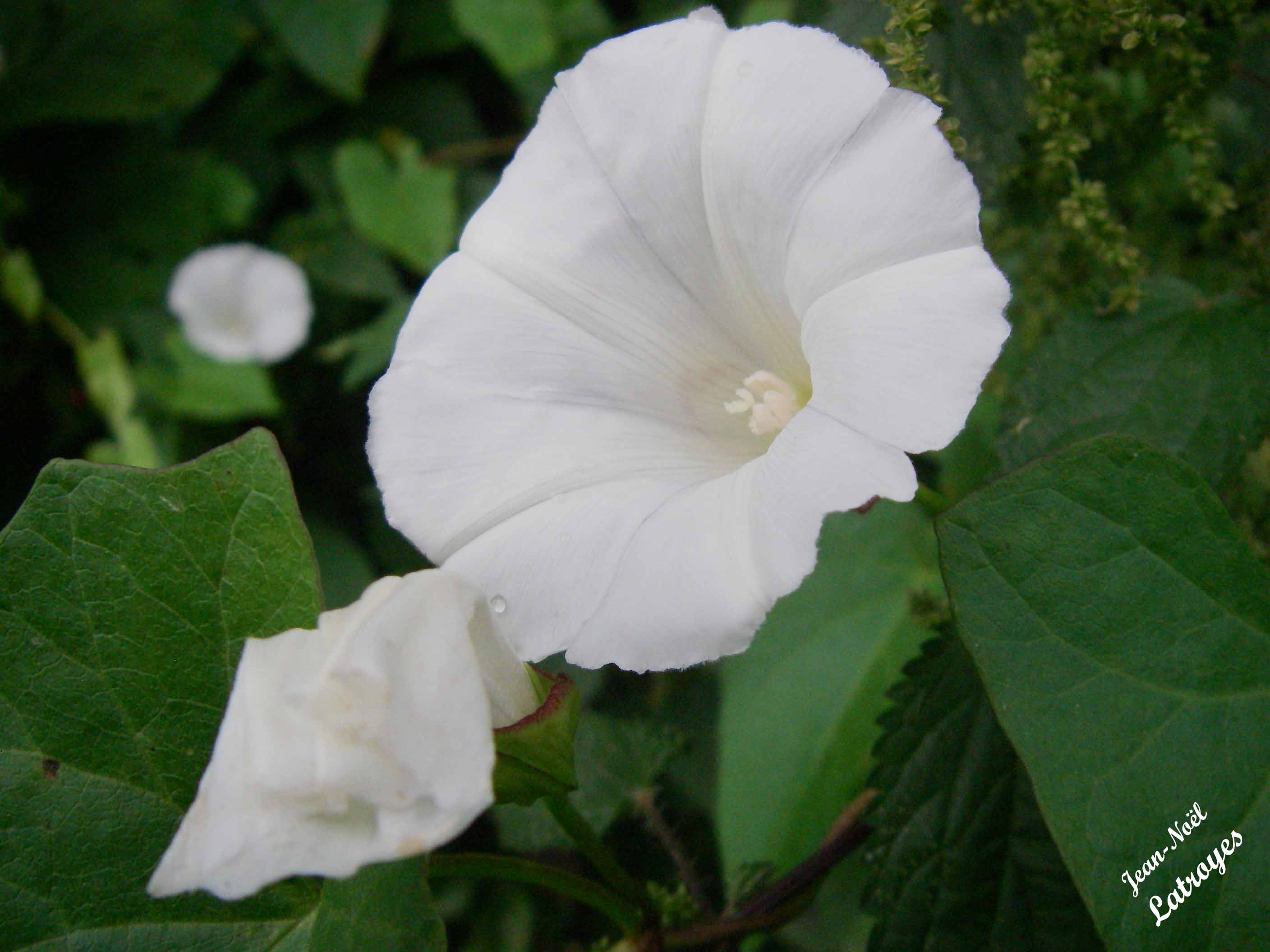 Liseron des champs blanc | Filain-nature.fr