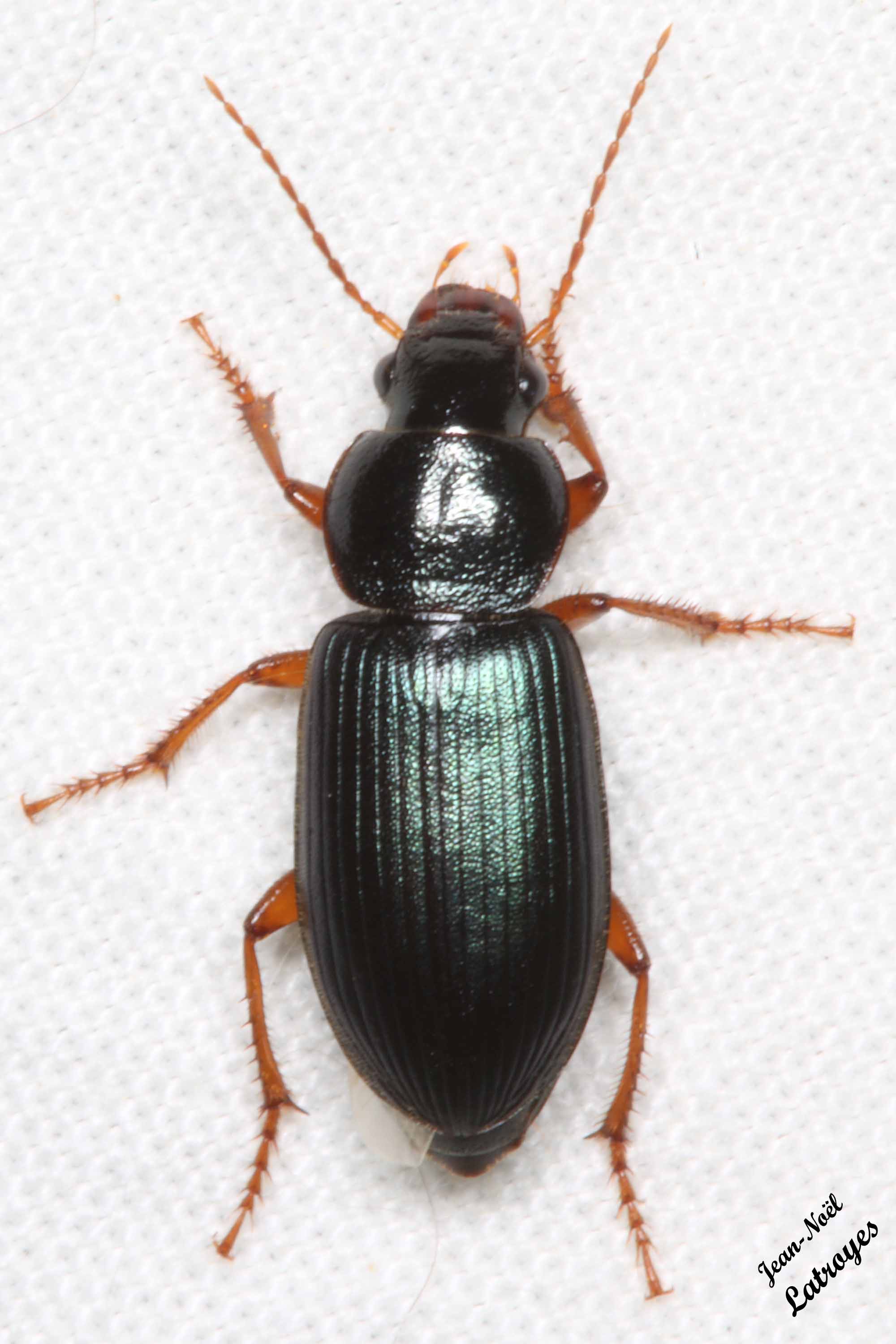 Harpale du fraisier | Filain-nature.fr