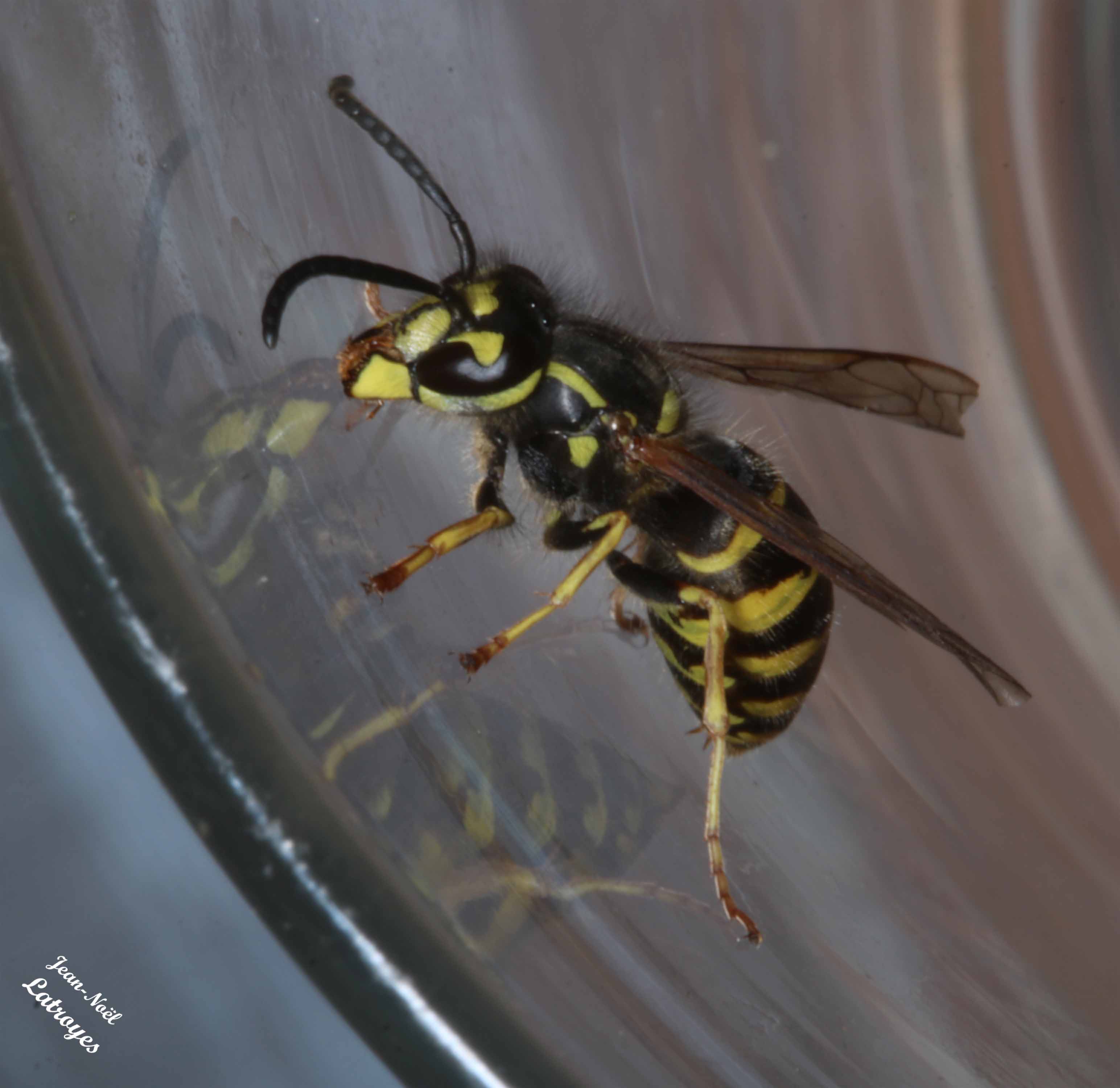 Guêpe commune | Filain-nature.fr