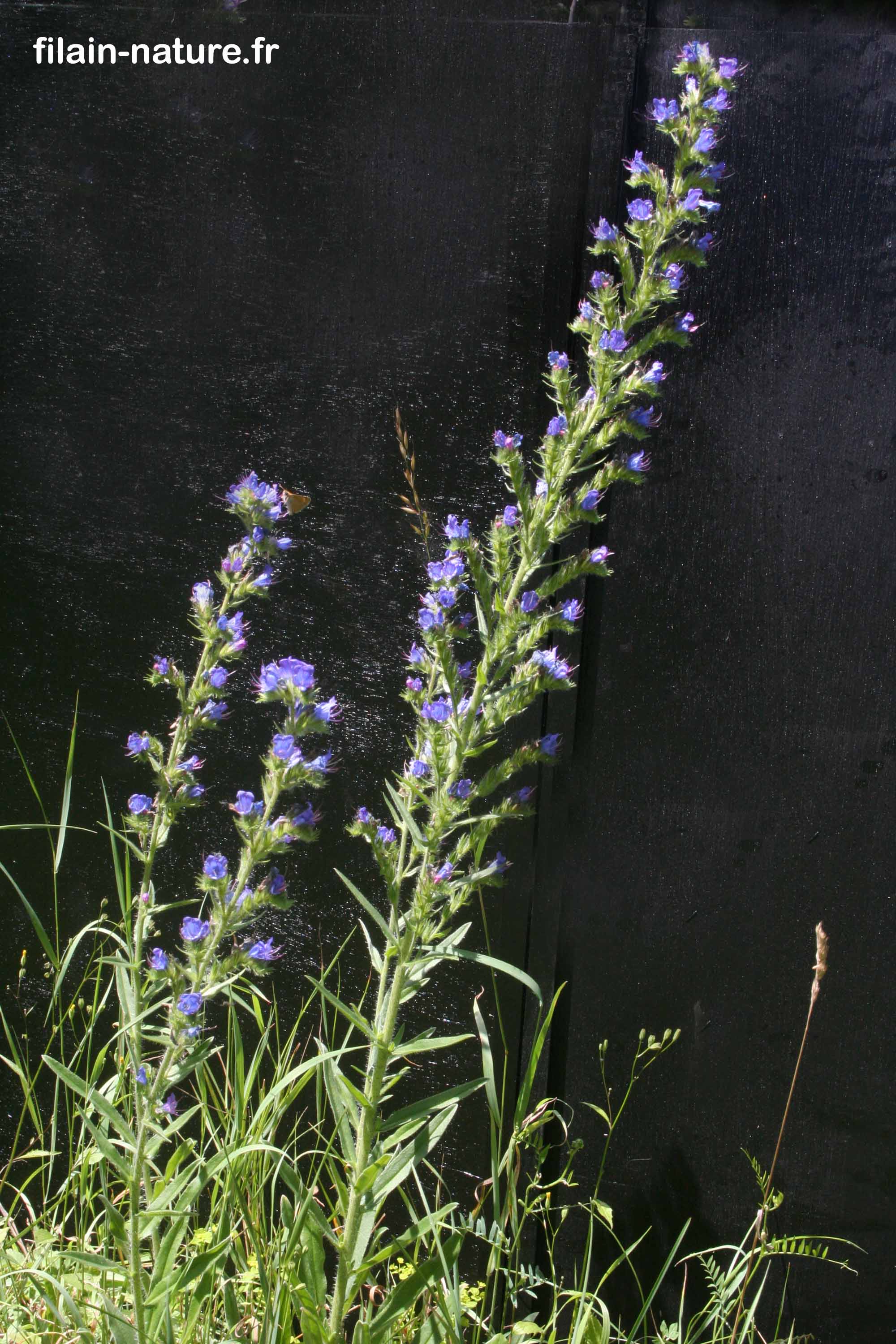 Vipérine commune | Filain-nature.fr