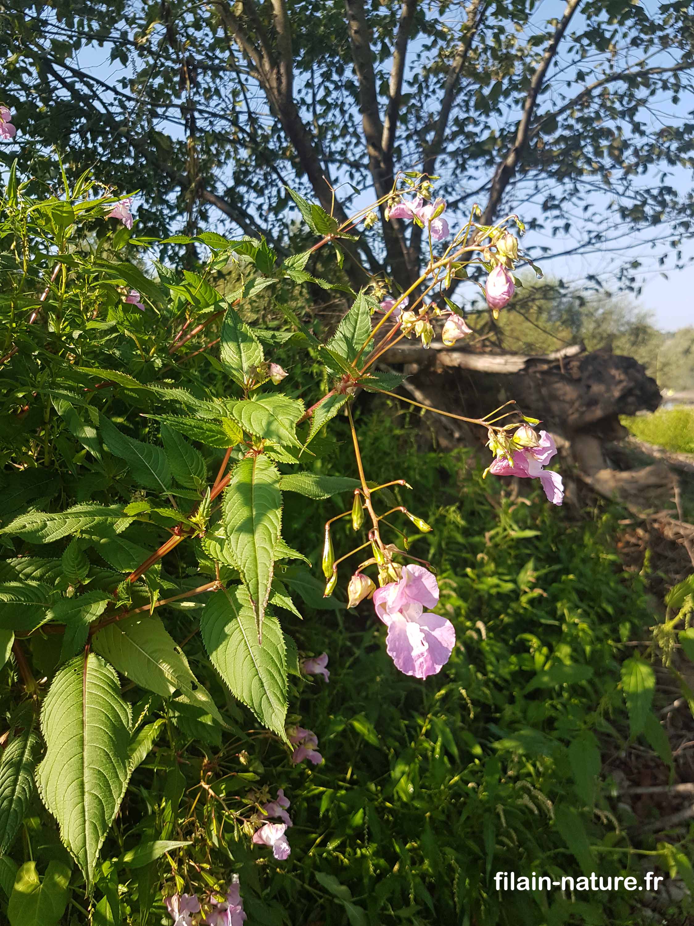 Balsamine de l’Himalaya | Filain-nature.fr
