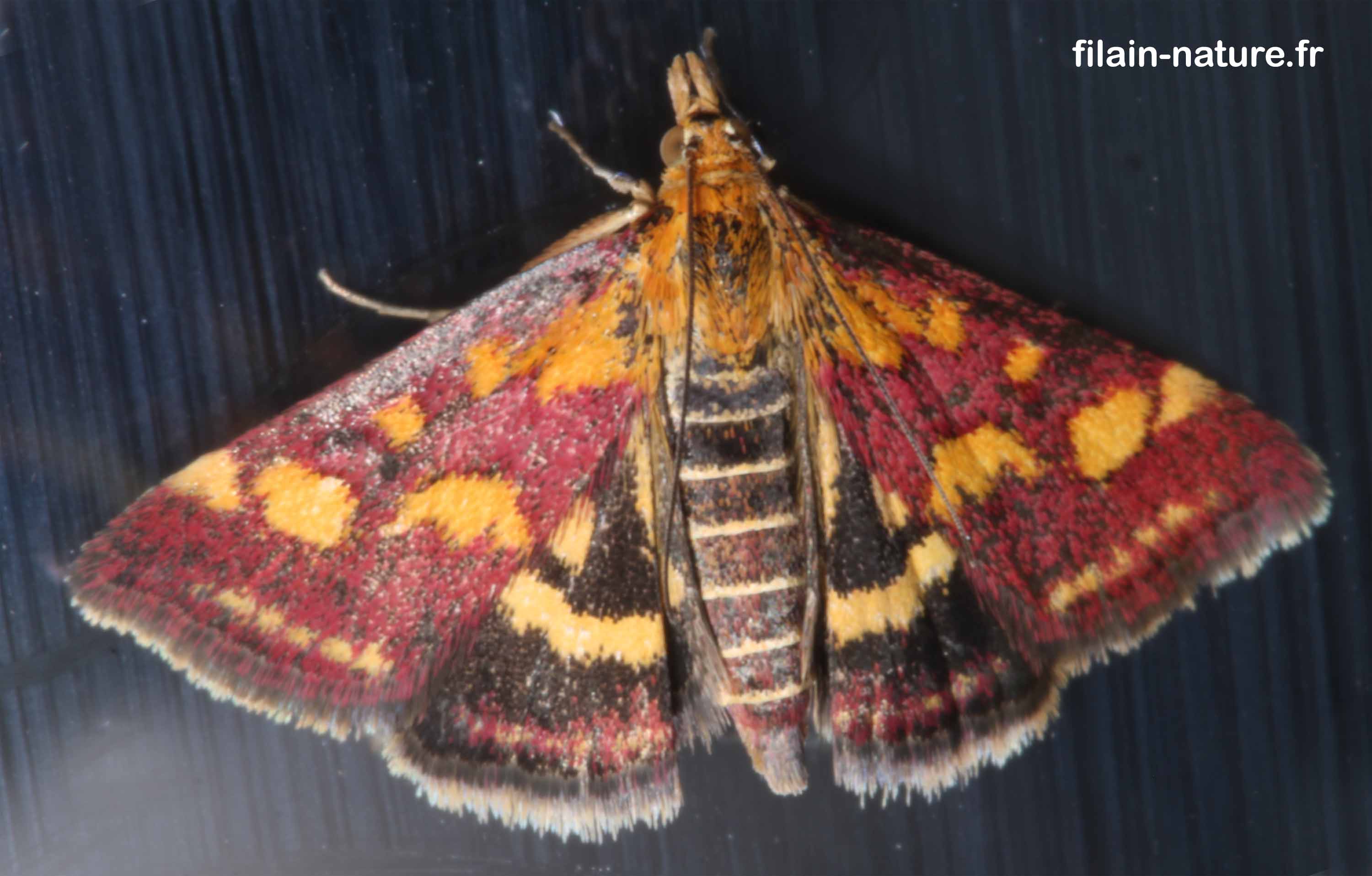 Pyrausta purpuralis | Filain-nature.fr