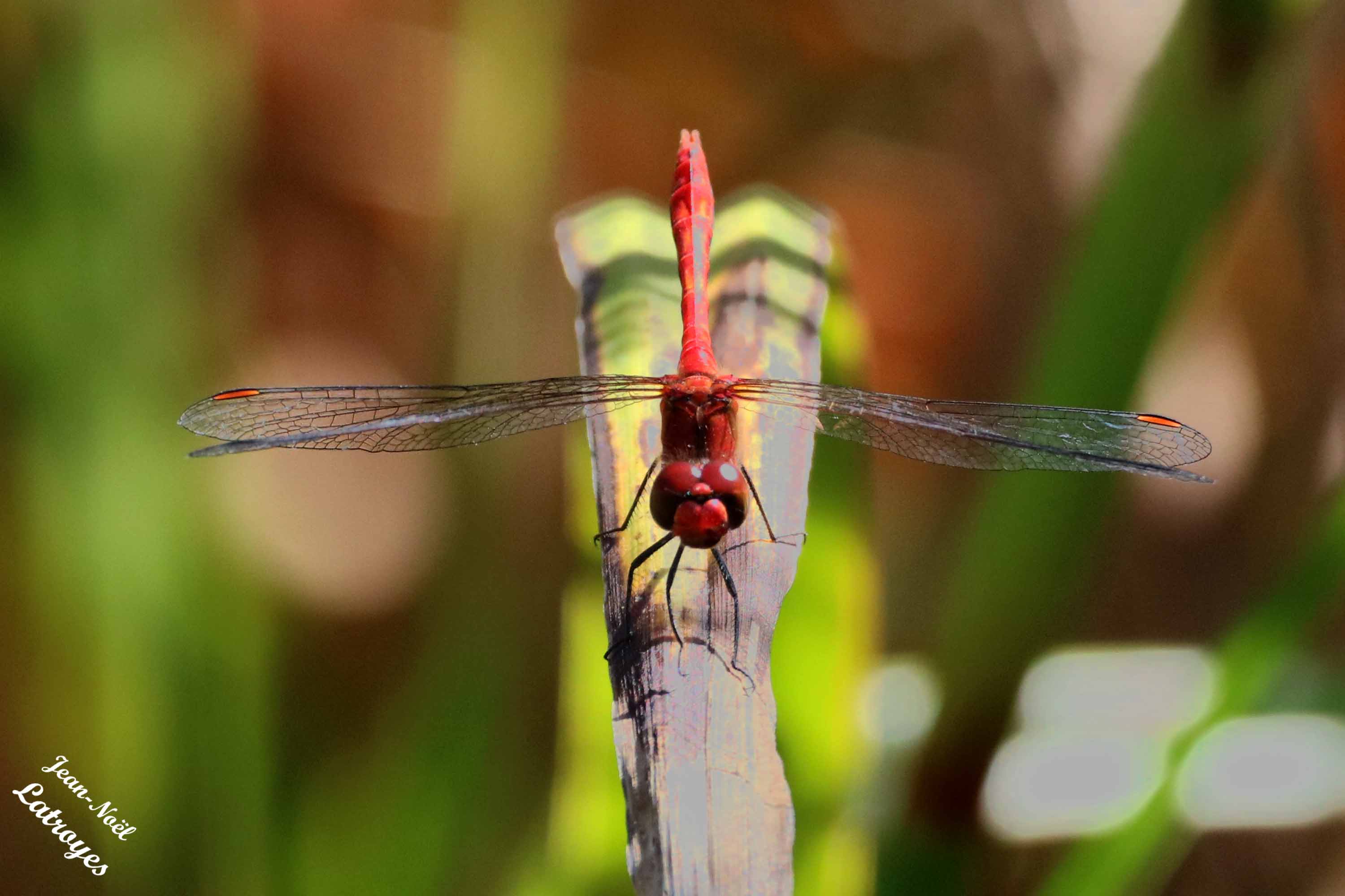 Sympétrum rouge sang | Filain-nature.fr