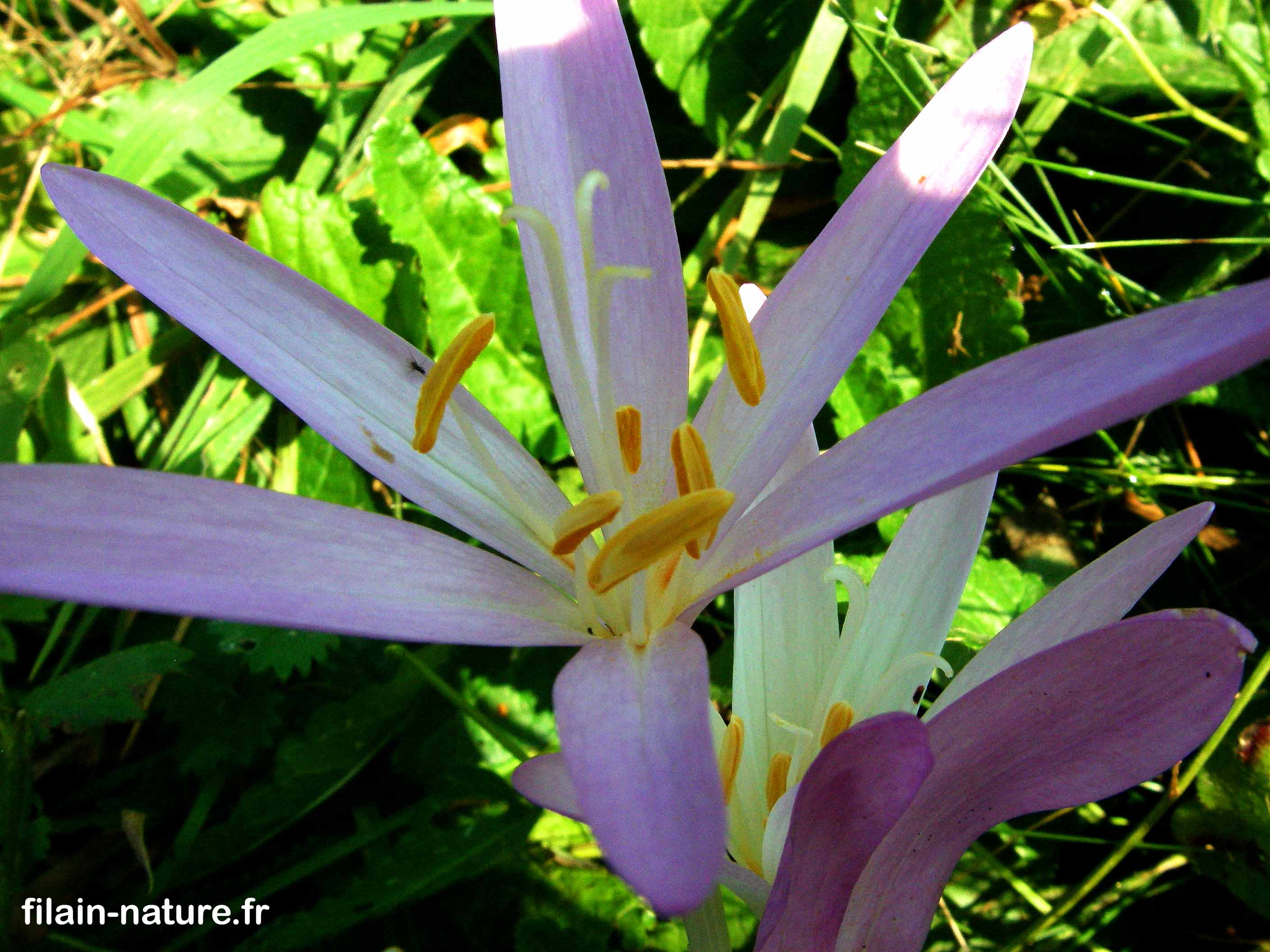 Colchique des prés | Filain-nature.fr