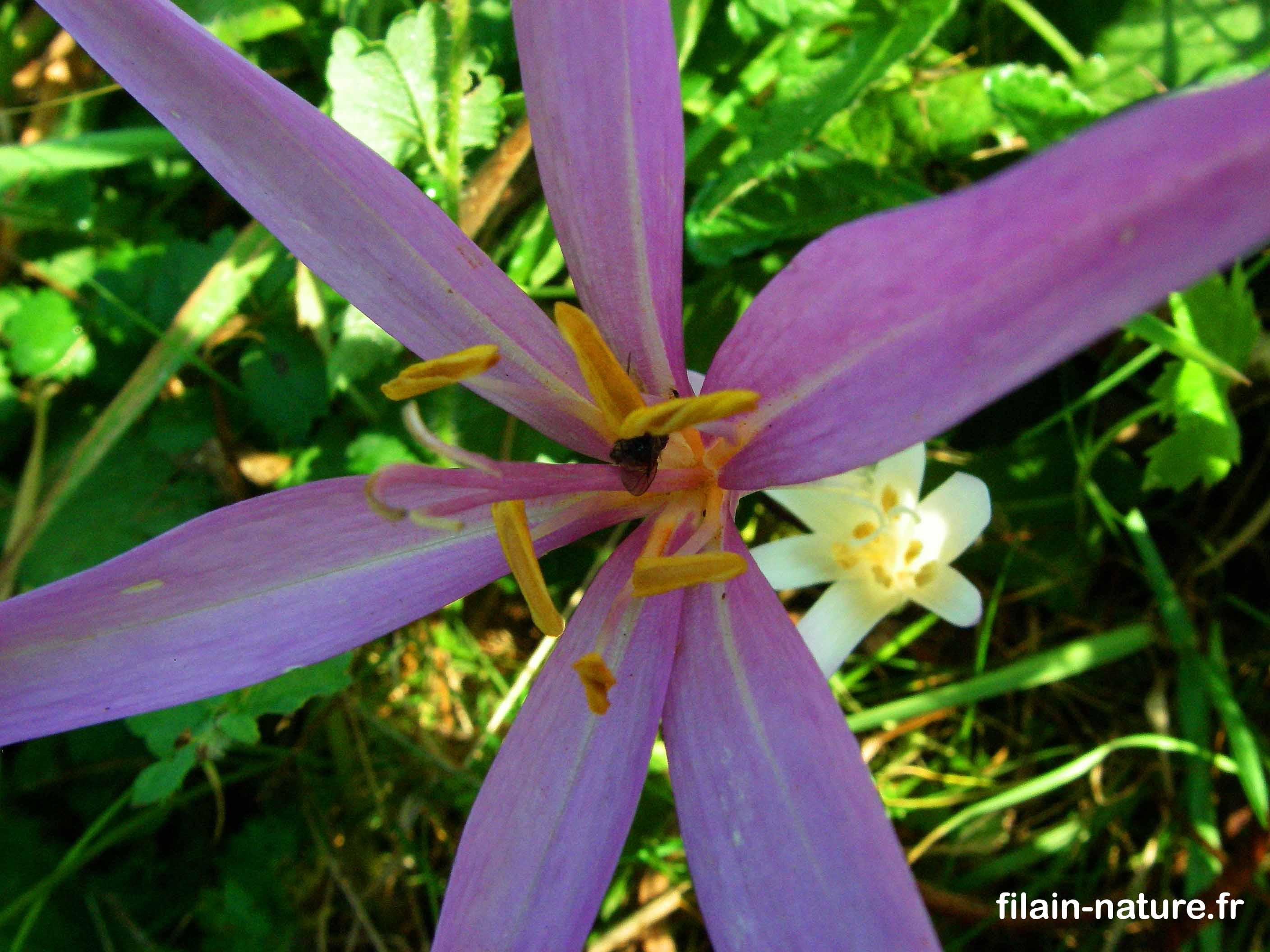 Colchique des prés | Filain-nature.fr