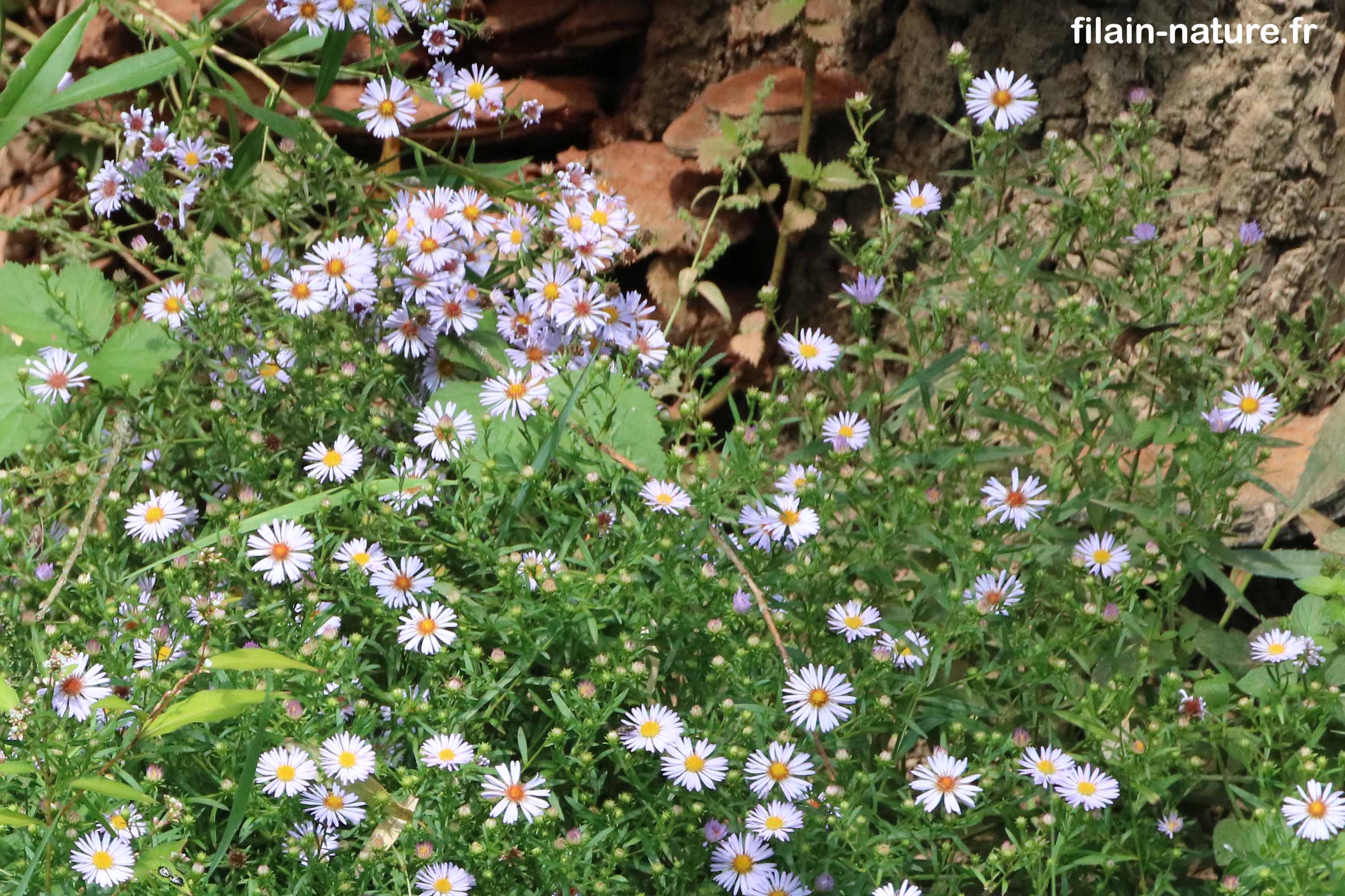 Aster américain | Filain-nature.fr