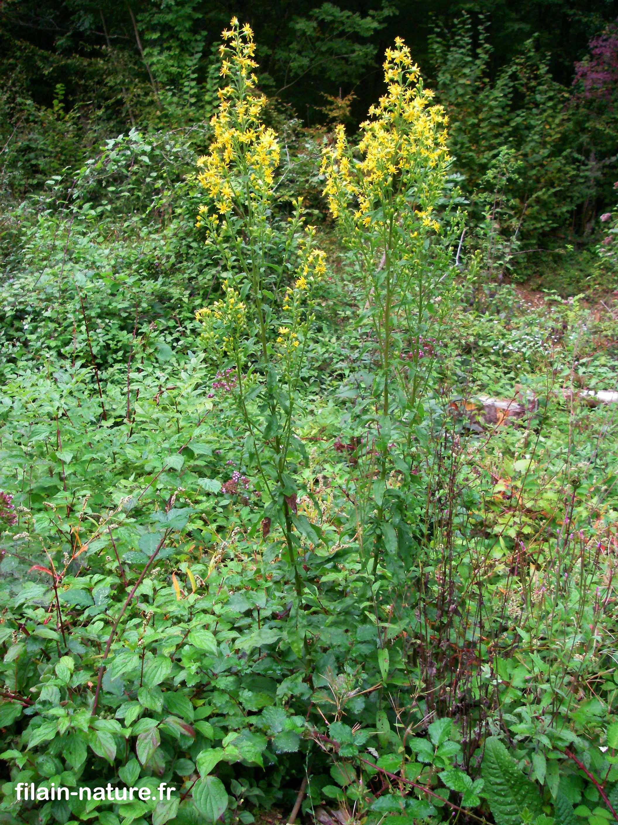 Verge d’Or | Filain-nature.fr