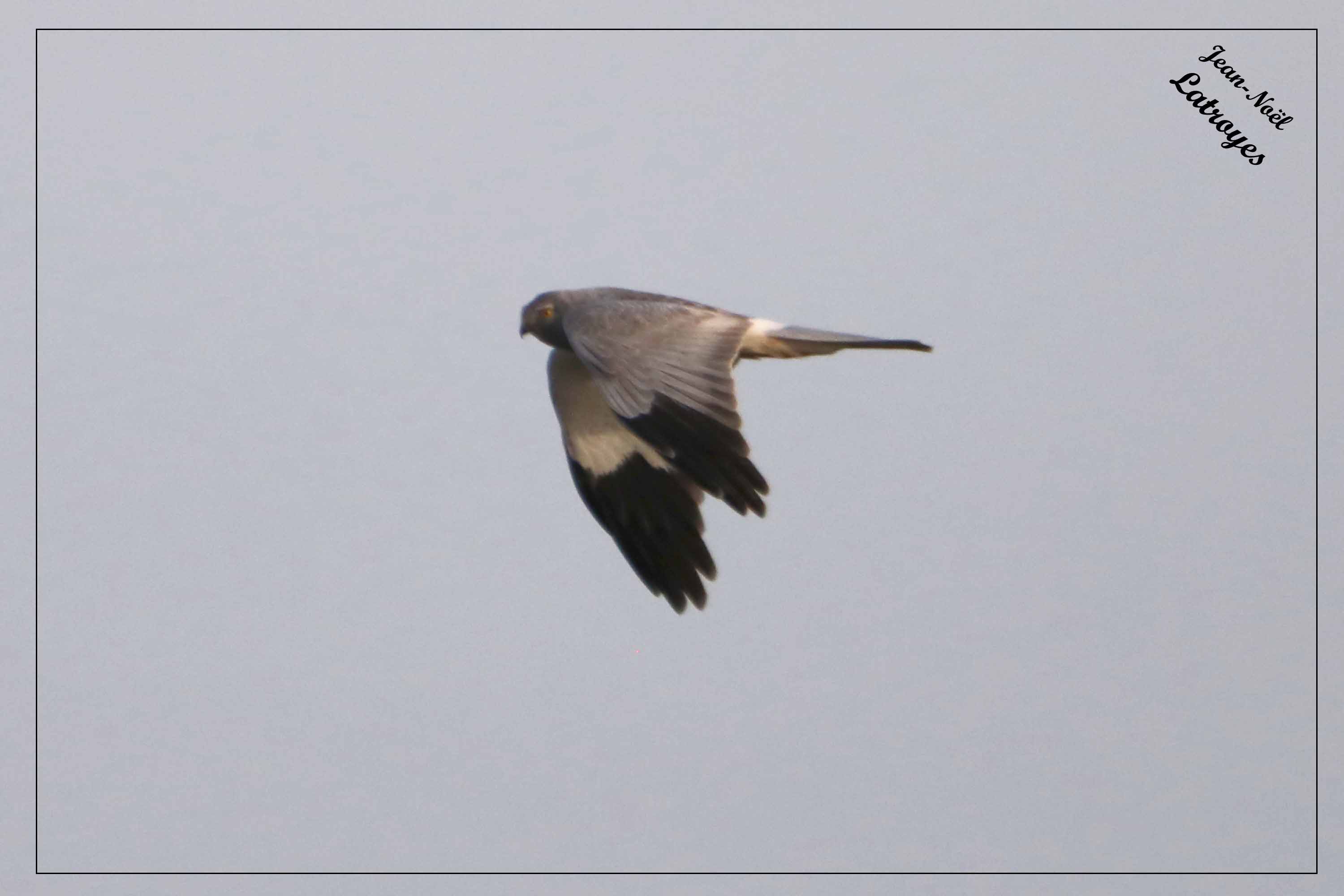 Busard Saint-Martin | Filain-nature.fr