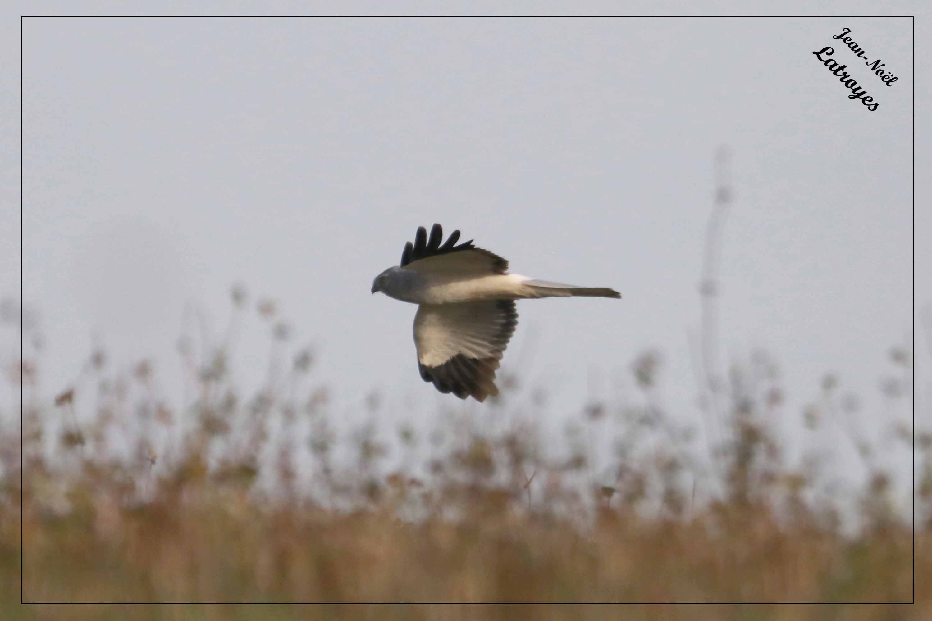 Busard Saint-Martin | Filain-nature.fr