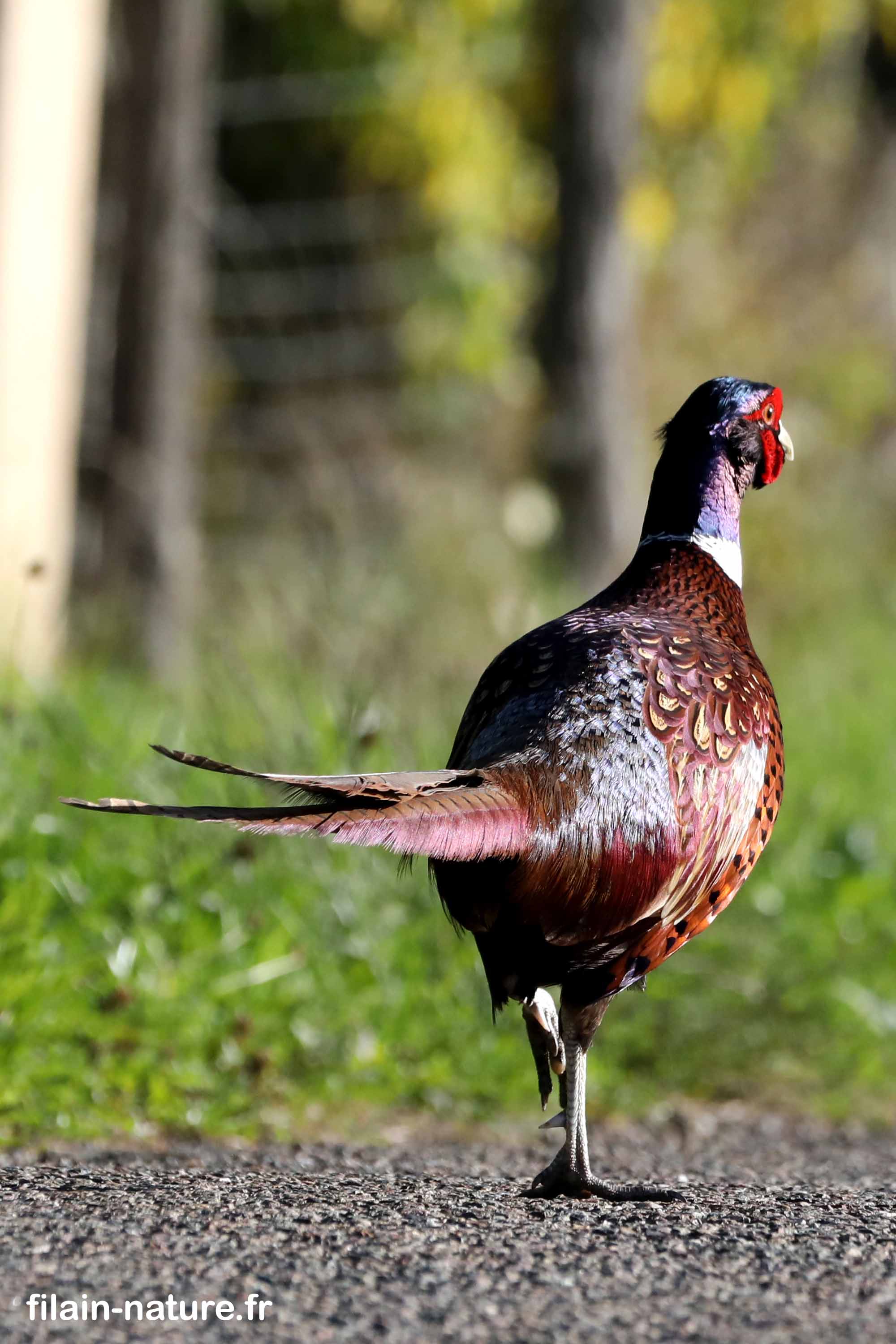 Bienvenue sur filain-nature.fr | Filain-nature.fr