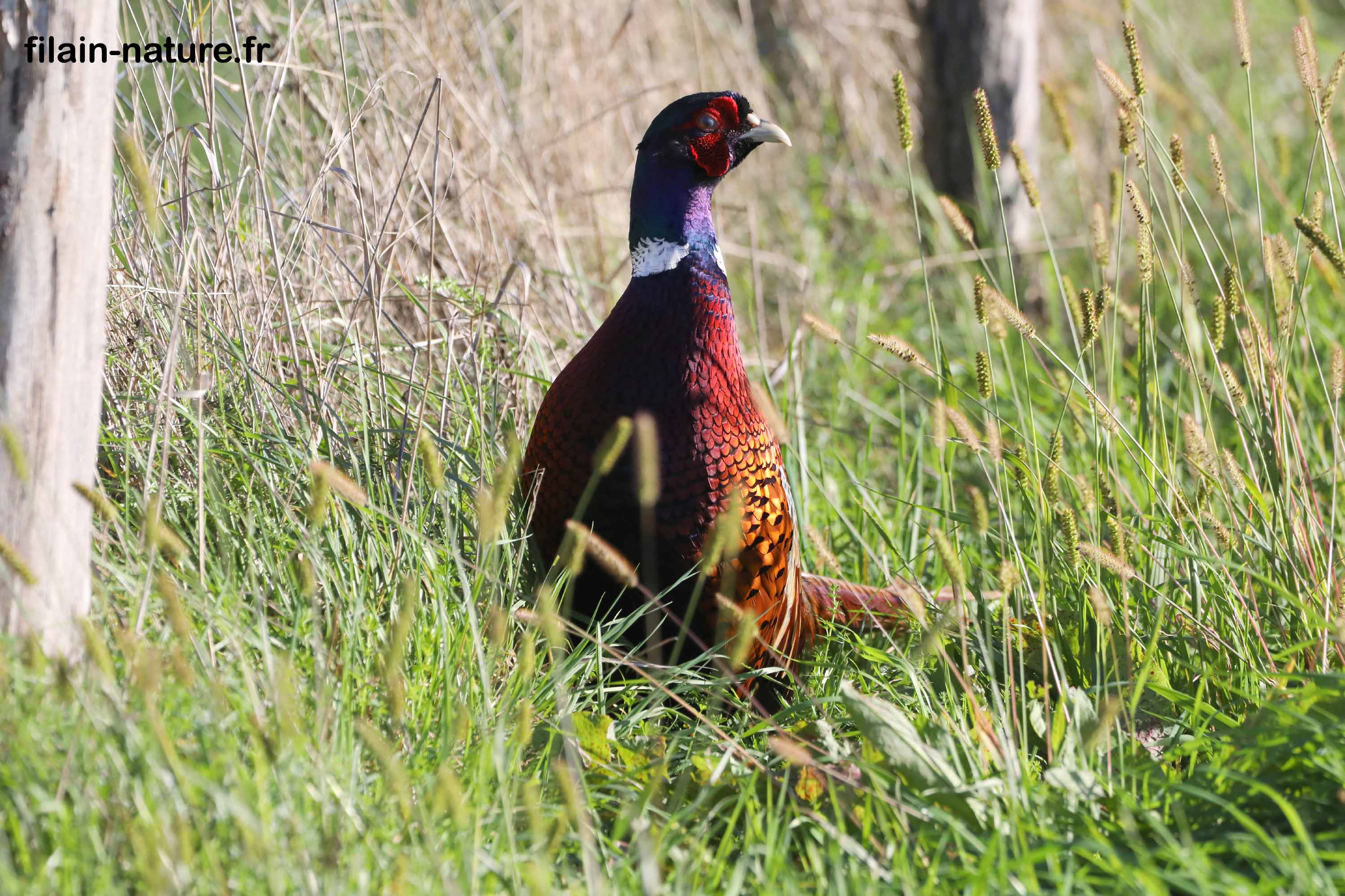 Faisan de Colchide | Filain-nature.fr