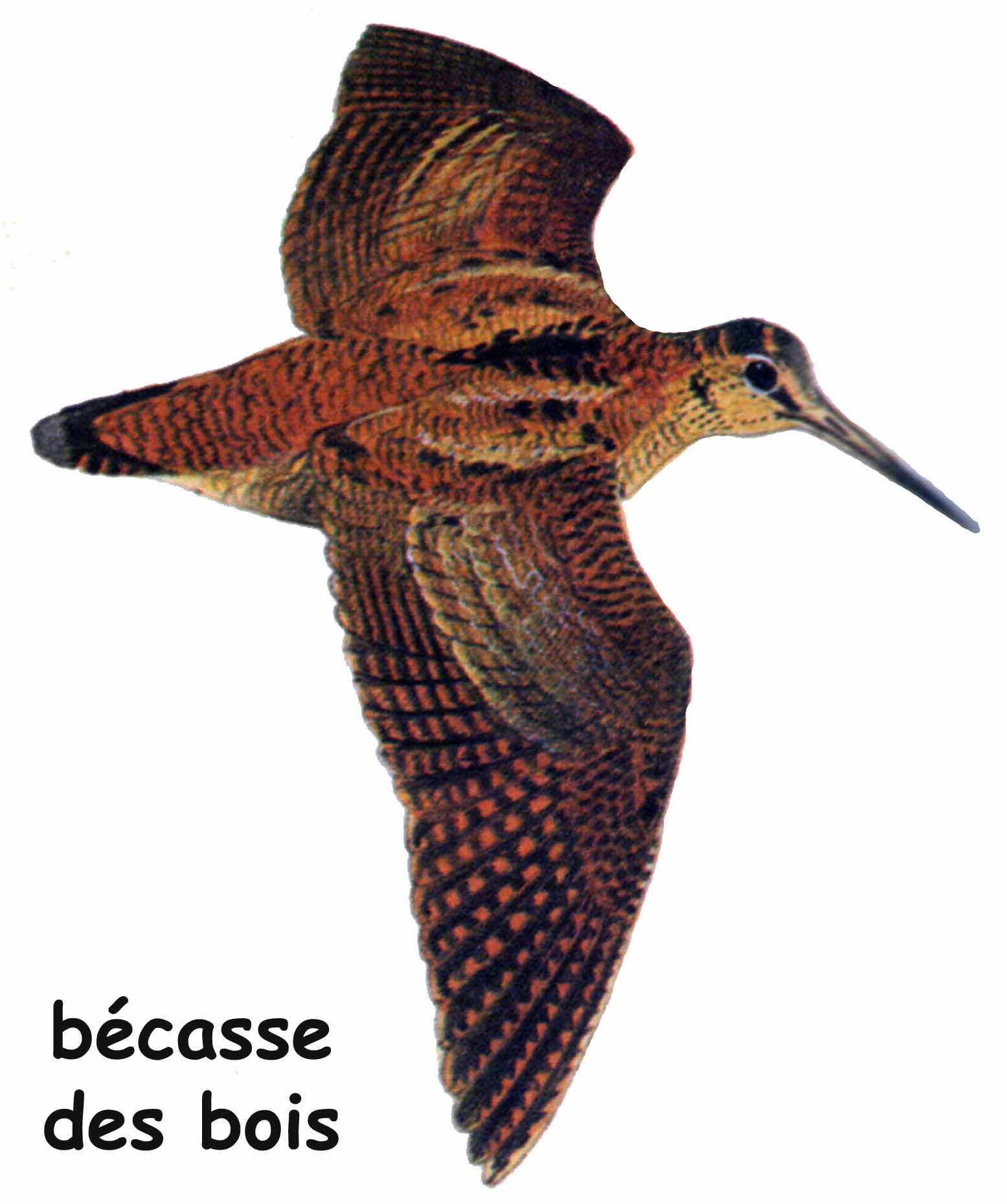 Bécasse des bois | Filain-nature.fr