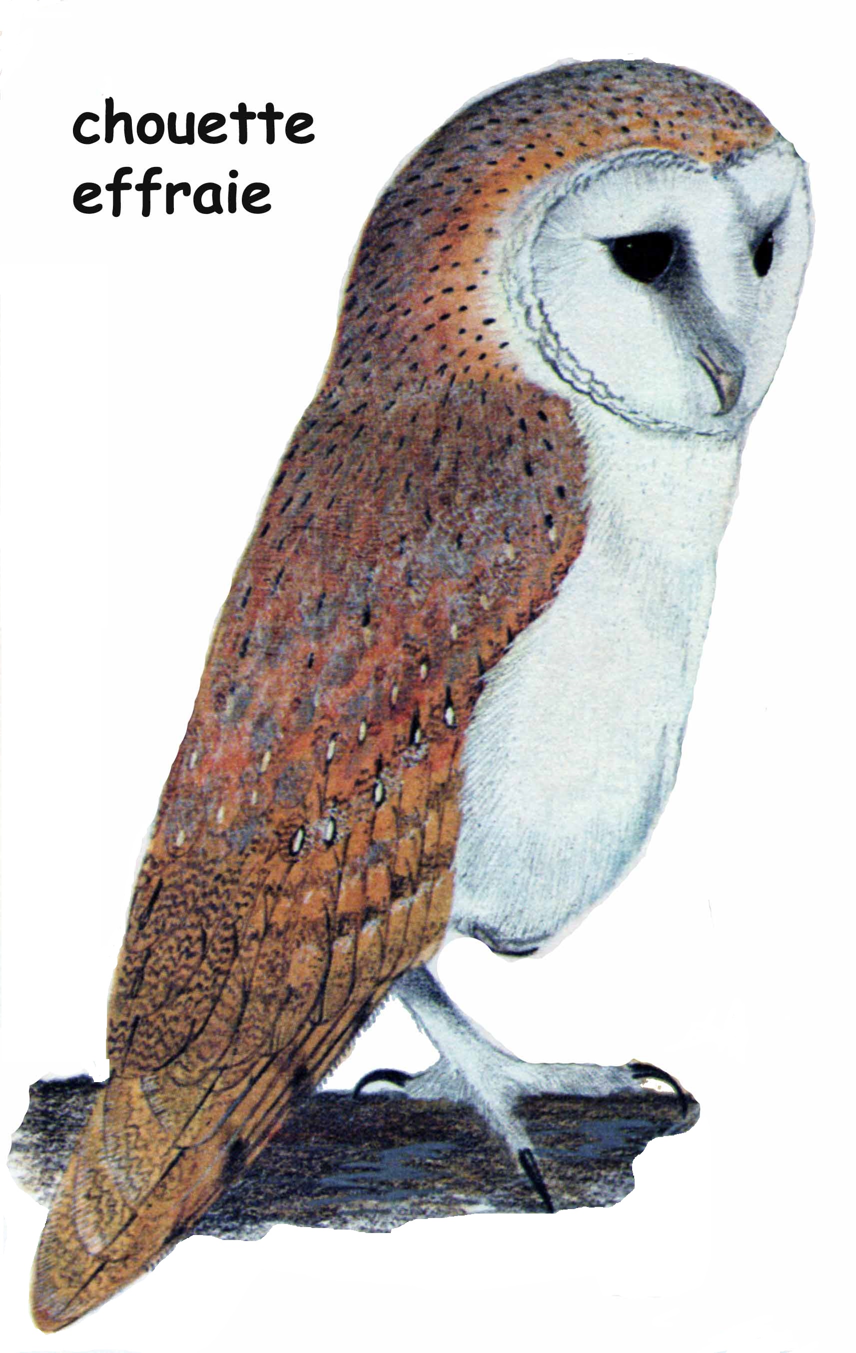 Nichoir à chouette effraie-des-clochers | Filain-nature.fr