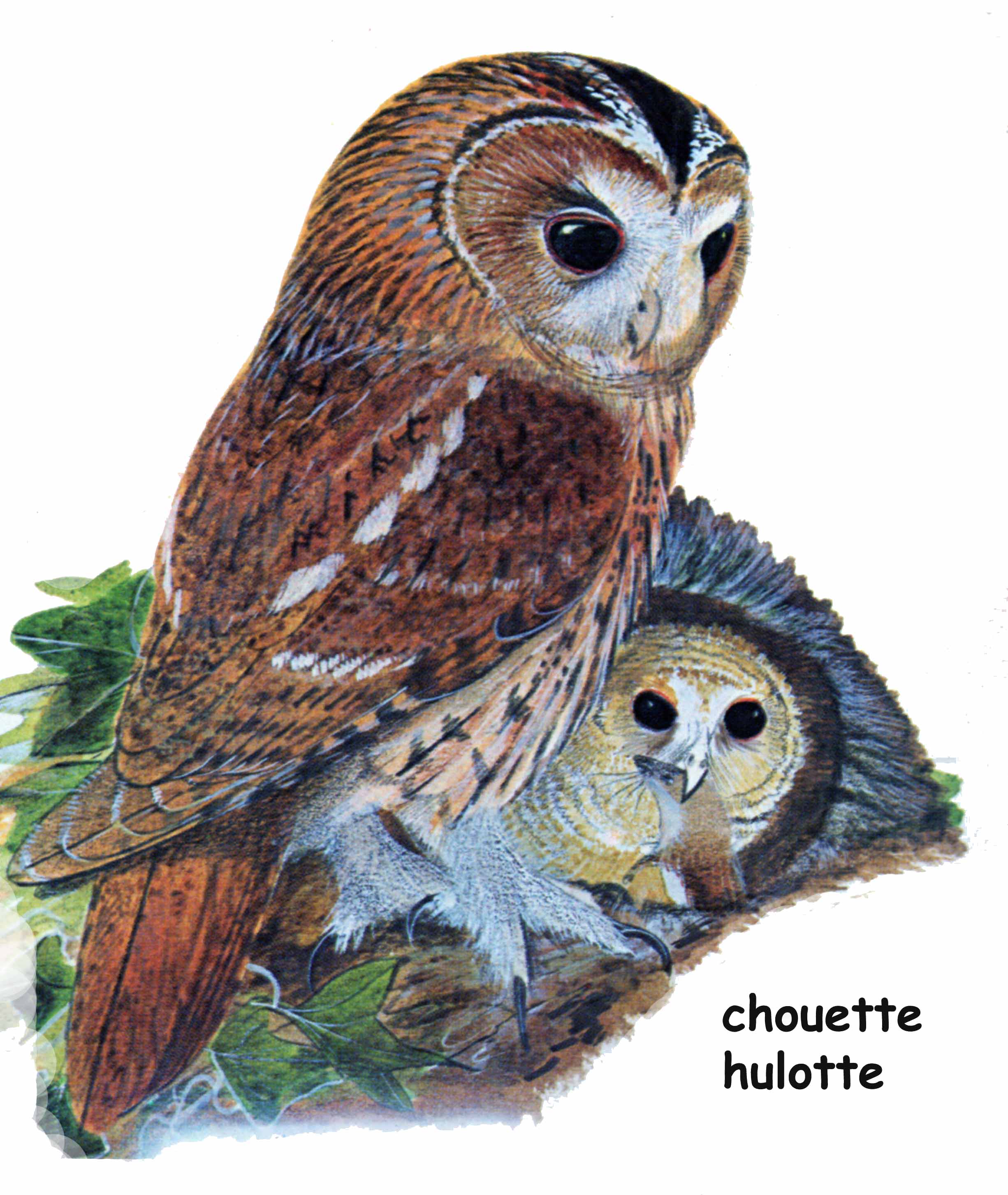 Chouette hulotte | Filain-nature.fr