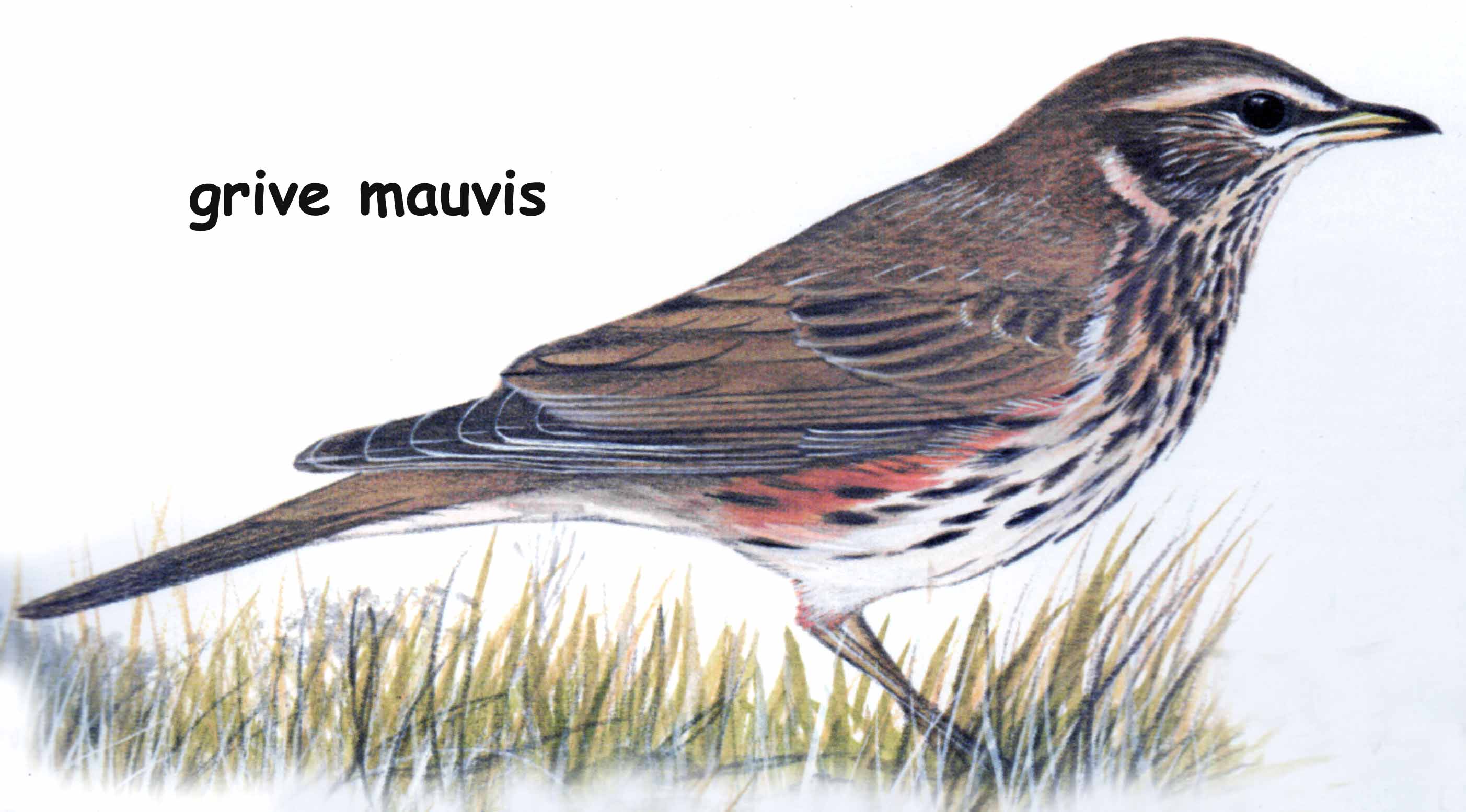 Grive mauvis | Filain-nature.fr