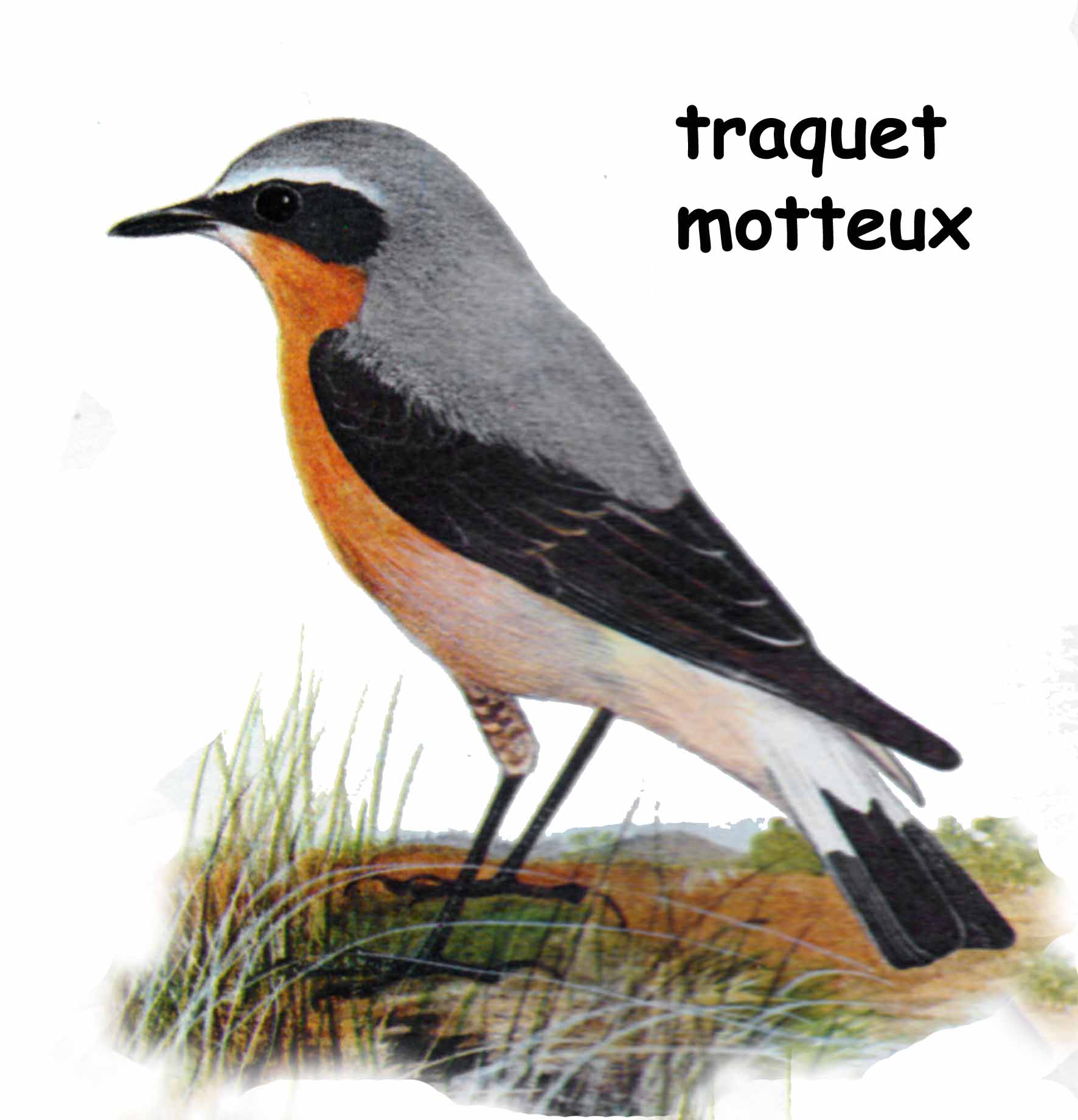 Traquet motteux | Filain-nature.fr