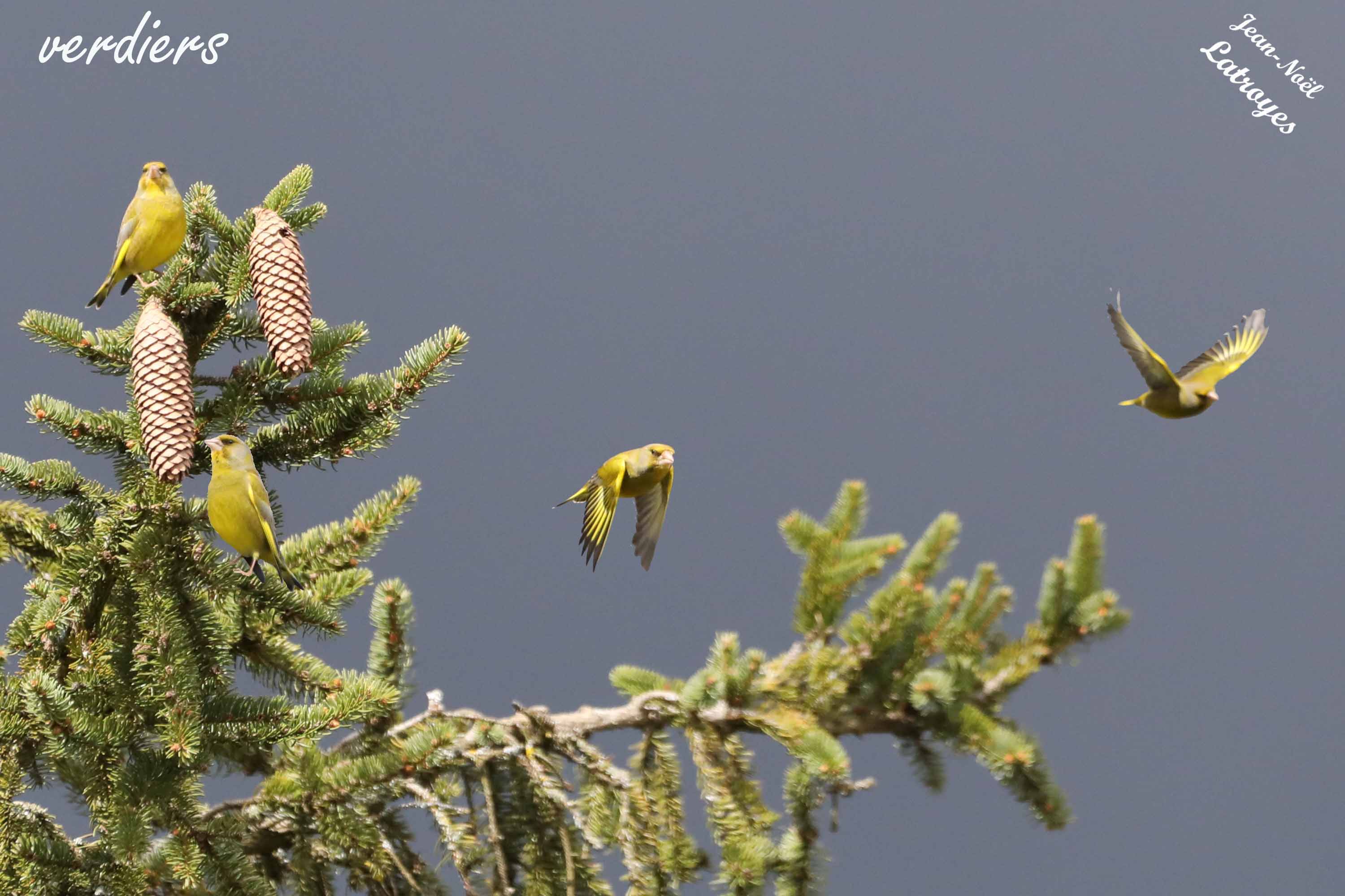 Premières photos d’avril 2023 … | Filain-nature.fr